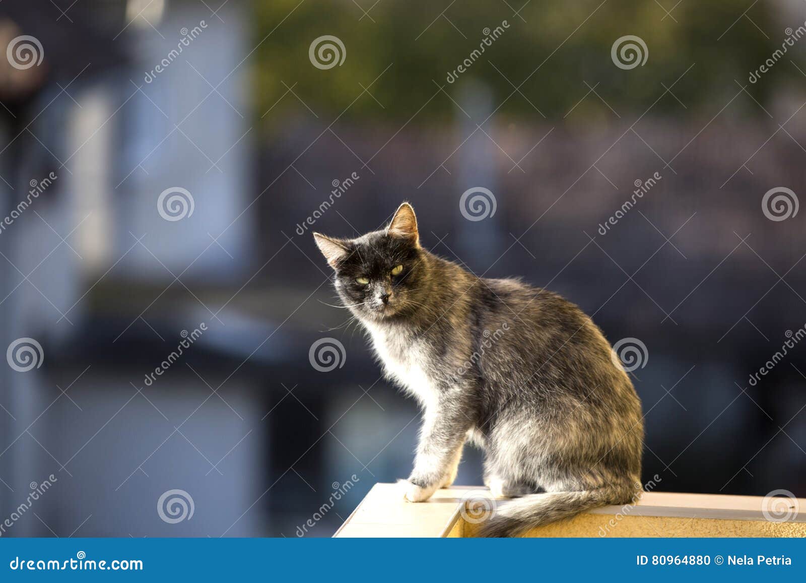 Grey cat outside stock photo. Image of domestic, wild - 80964880