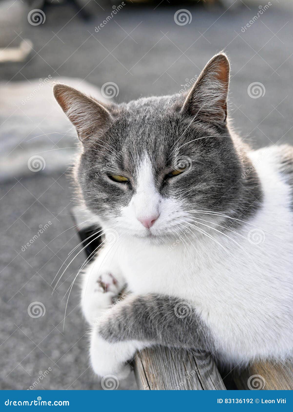 Grey cat outside stock photo. Image of space, studio - 83136192