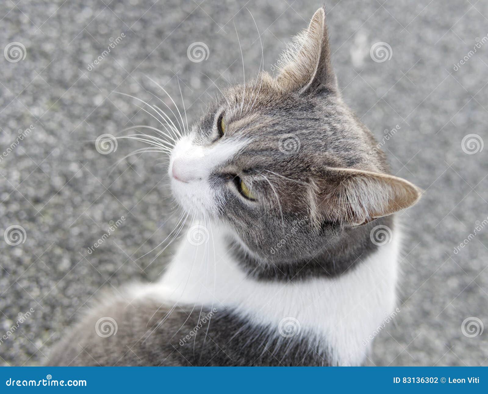 Grey cat outside stock photo. Image of studio, space - 83136302