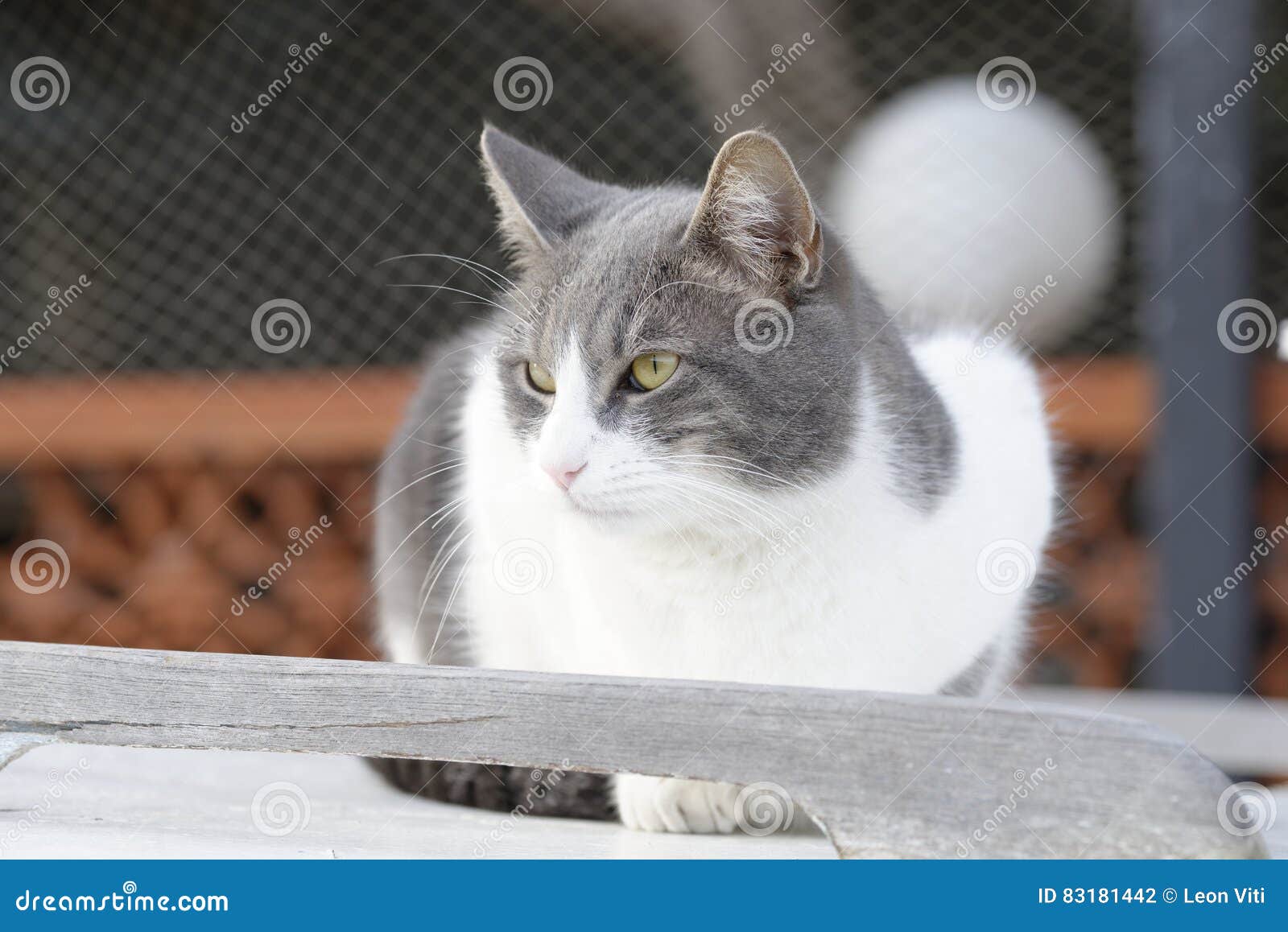Grey cat outside stock photo. Image of isolated, adorable - 83181442