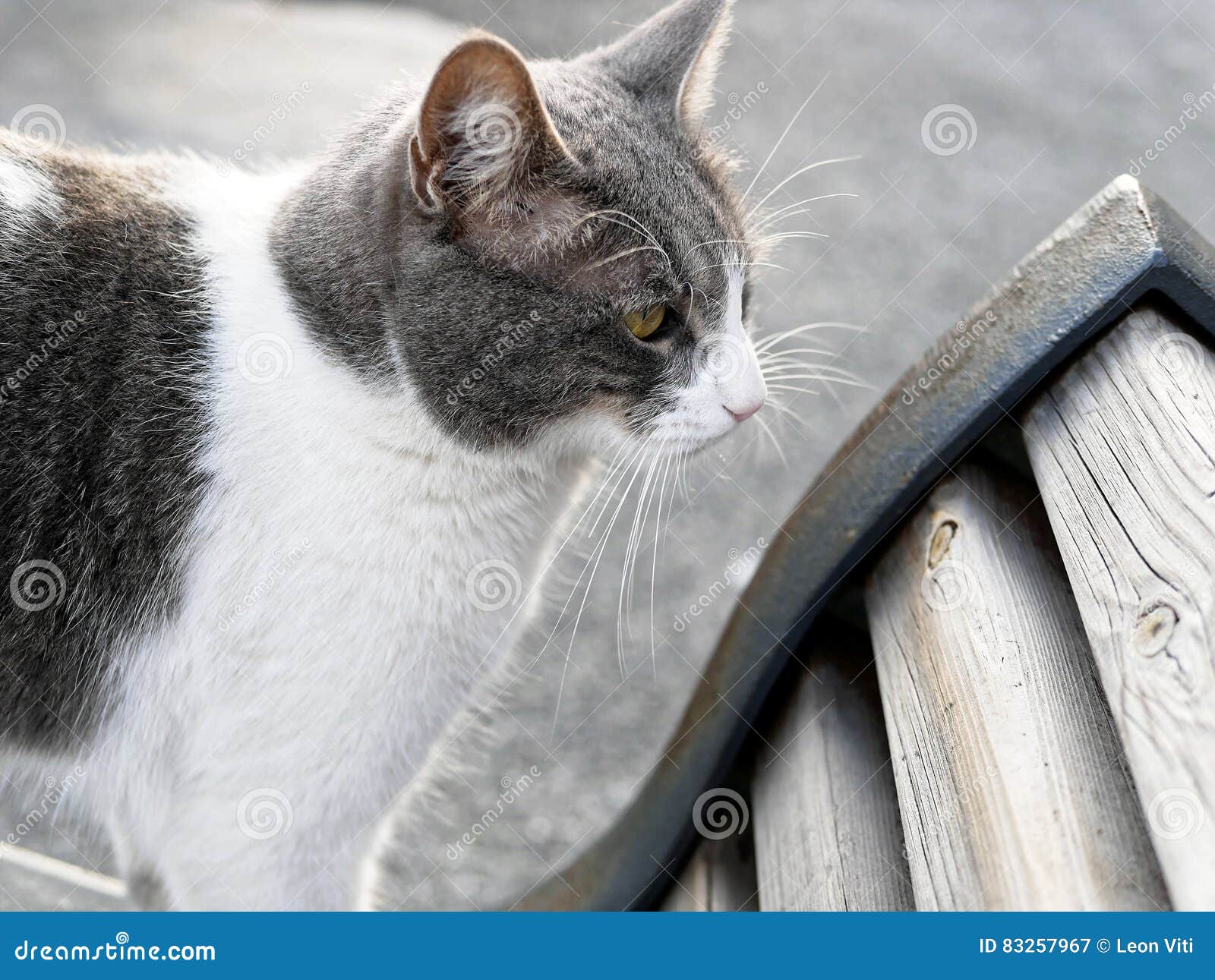Grey cat outside stock image. Image of feline, isolated - 83257967