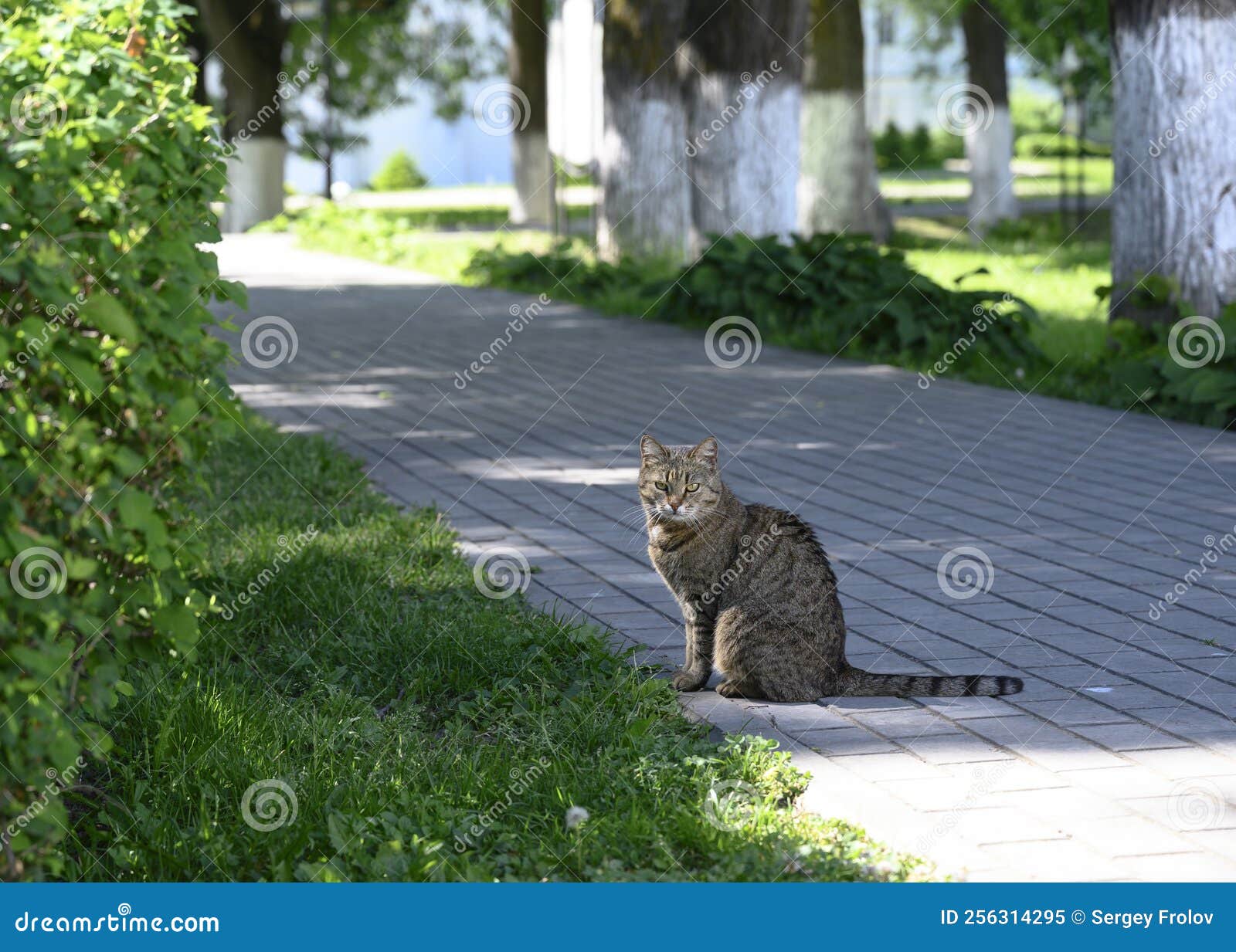 Grey Cat on the Path in the Park Stock Image - Image of attentive ...