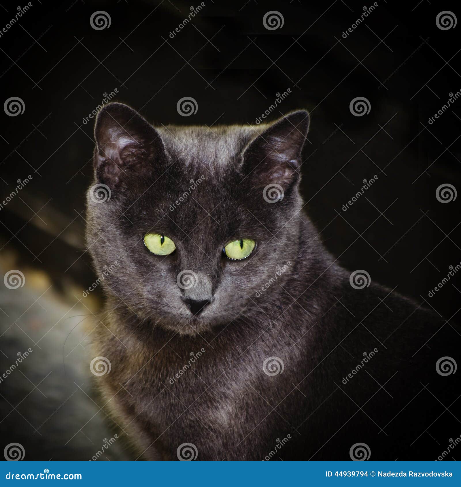 Grey Cat stock photo. Image of domestic, feline, furry - 44939794