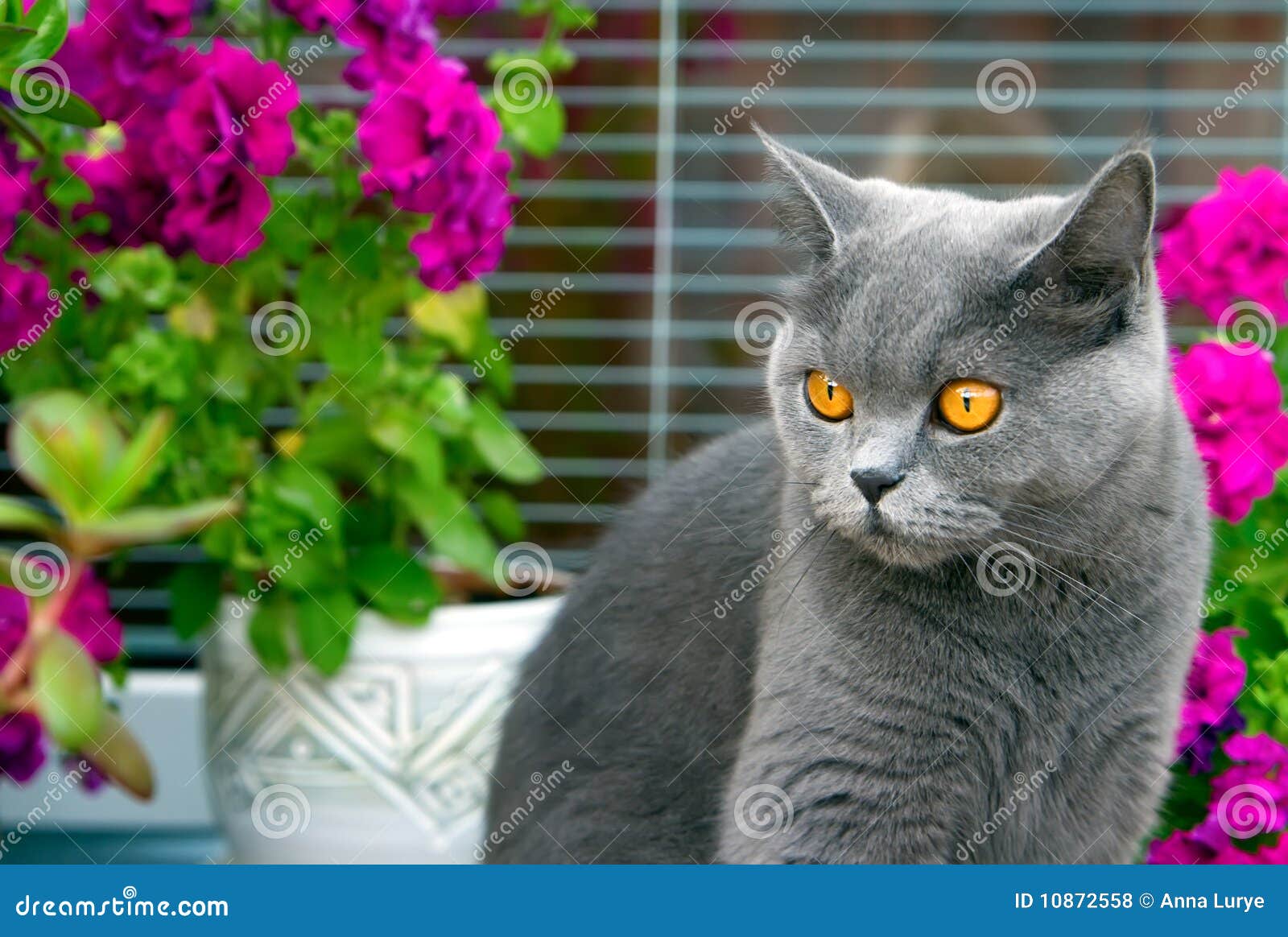 Grey Cat and Pink Flowers stock photo. Image of british - 10872558