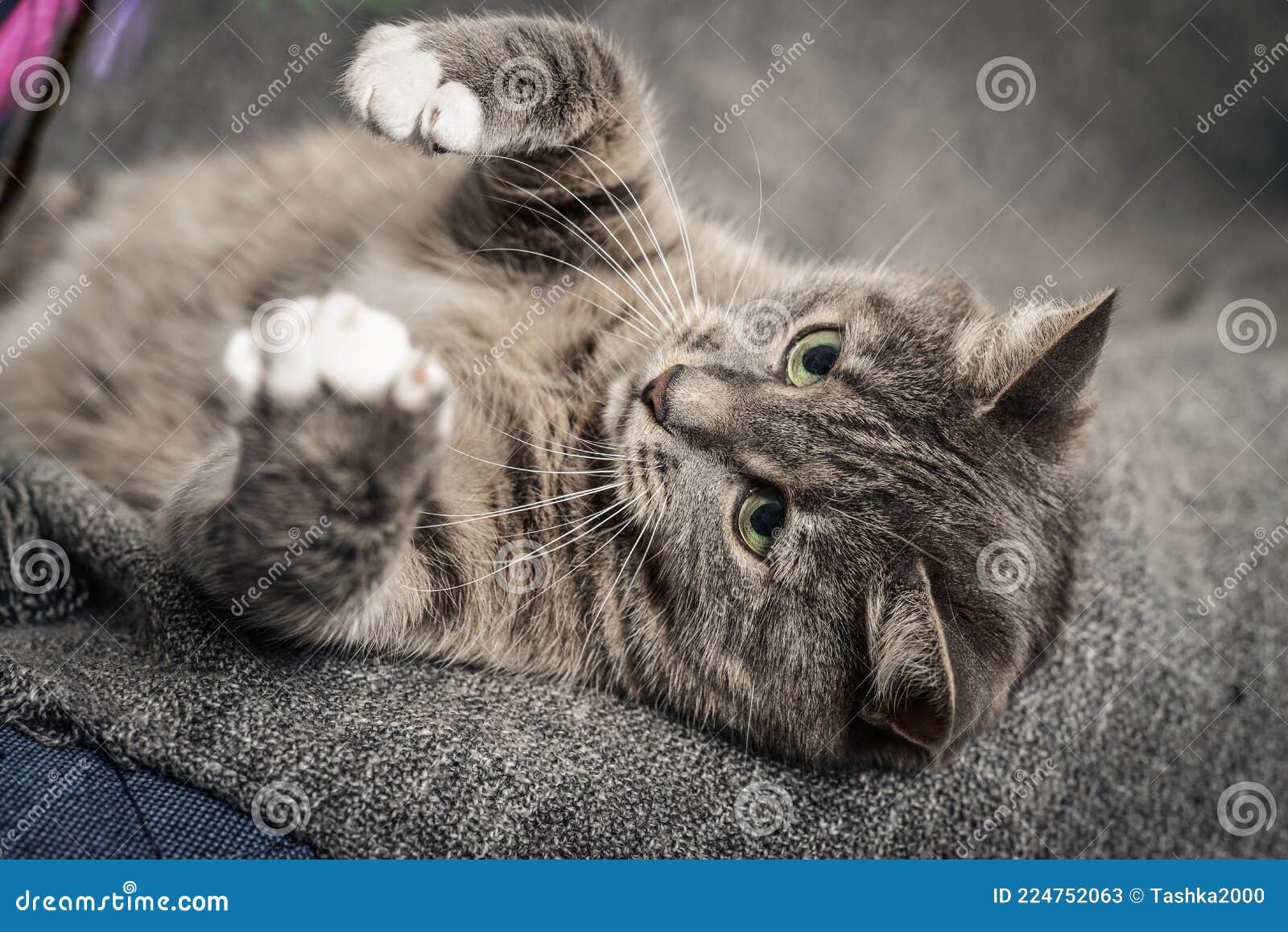 Grey cat is plaing on sofa stock image. Image of sofa - 224752063