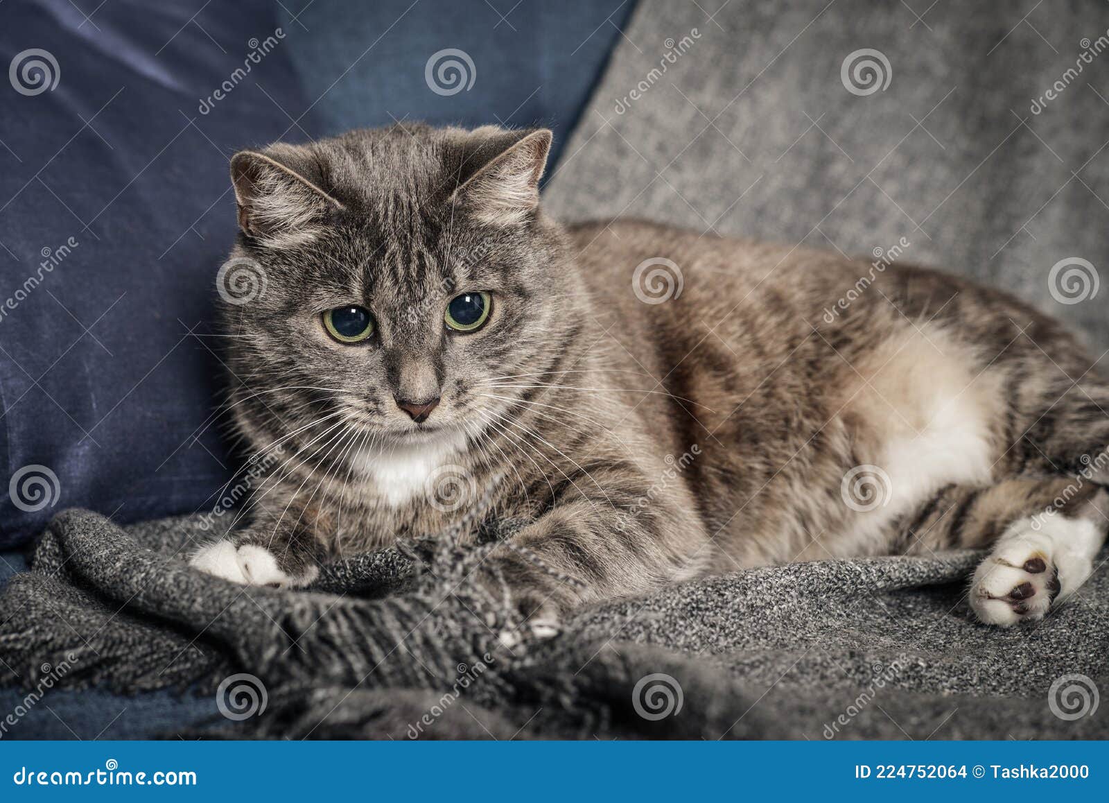 Grey cat is plaing on sofa stock photo. Image of light - 224752064