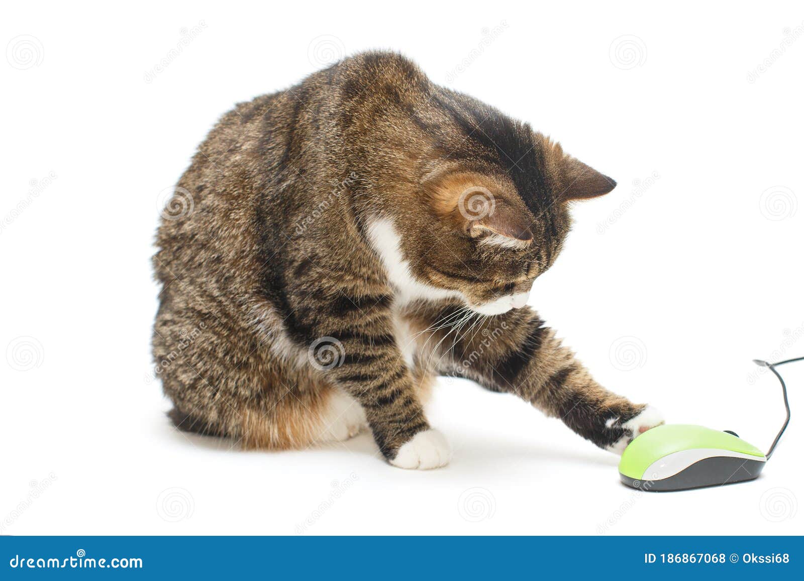 Grey Cat Playing with a Computer Mouse Stock Photo - Image of cute ...