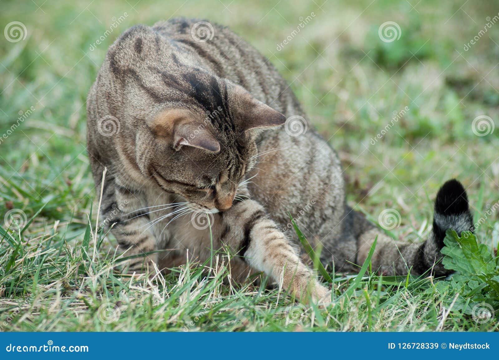 Grey Cat Playing with Prey in Grass Stock Image - Image of feline ...