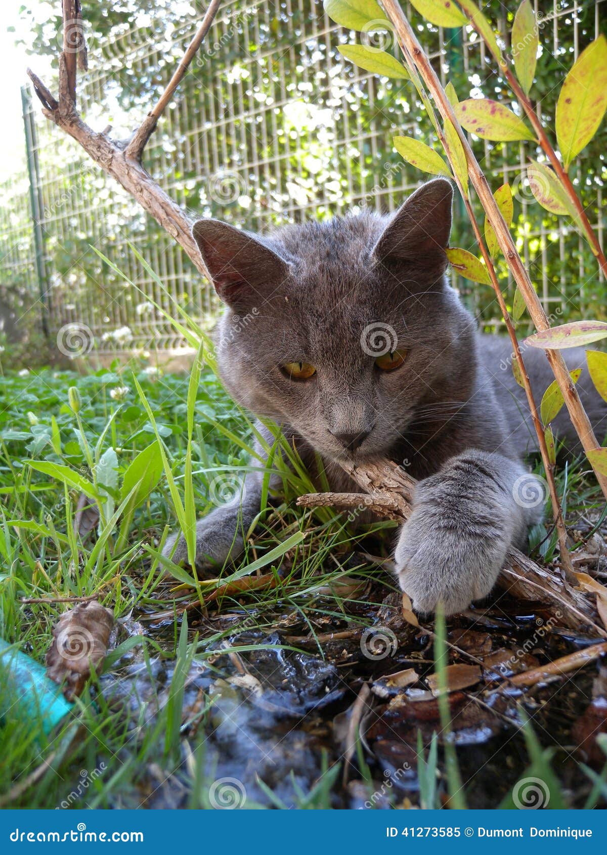Grey cat stock image. Image of watering, plants, grass - 41273585