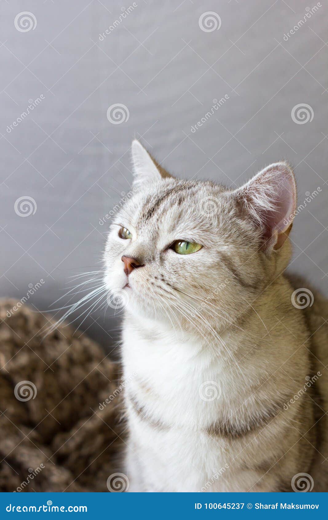 Grey Cat. Portrait of Britain Cat. Stock Image - Image of eyes ...