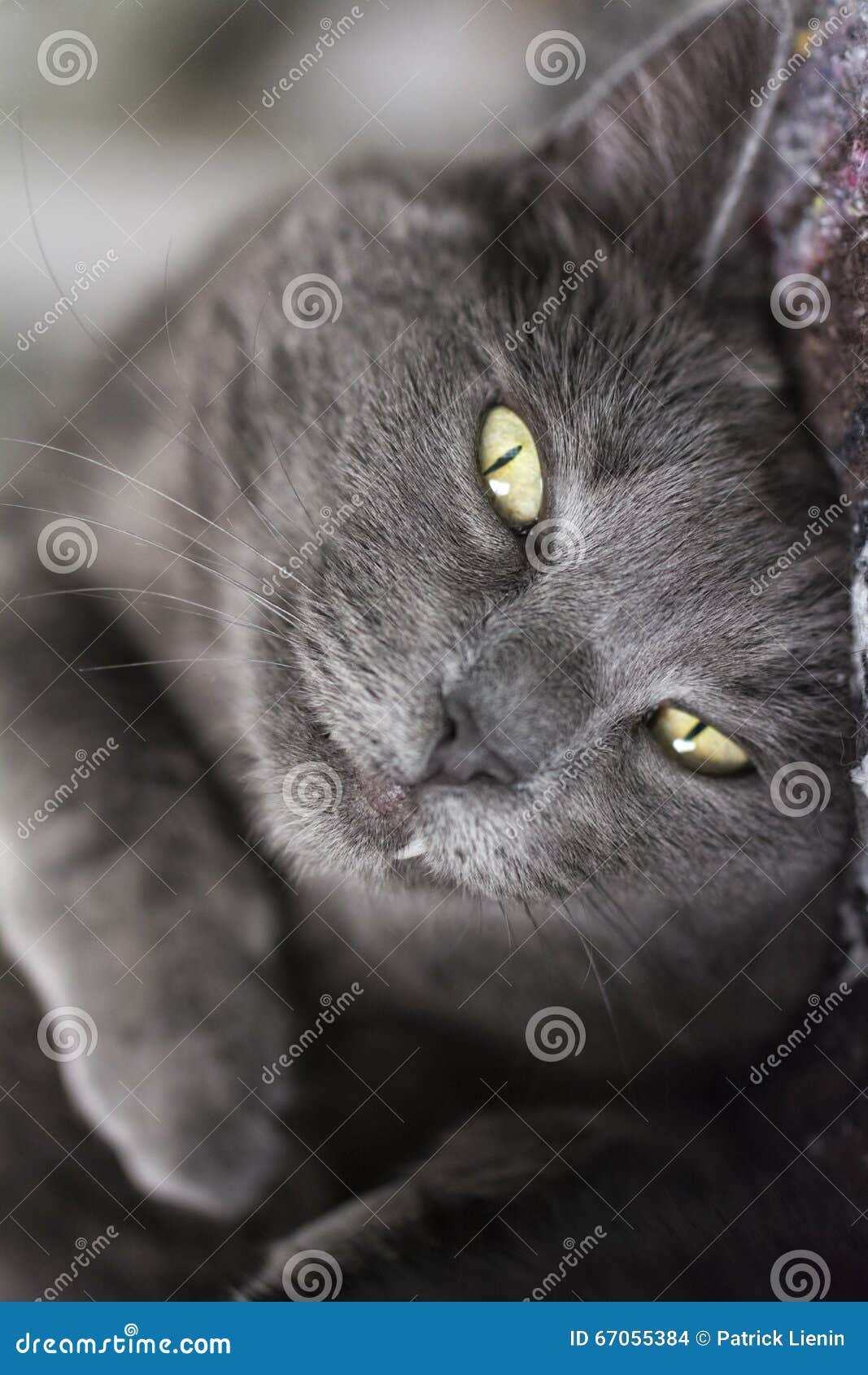 Grey Cat Portrait stock photo. Image of female, comfort - 67055384