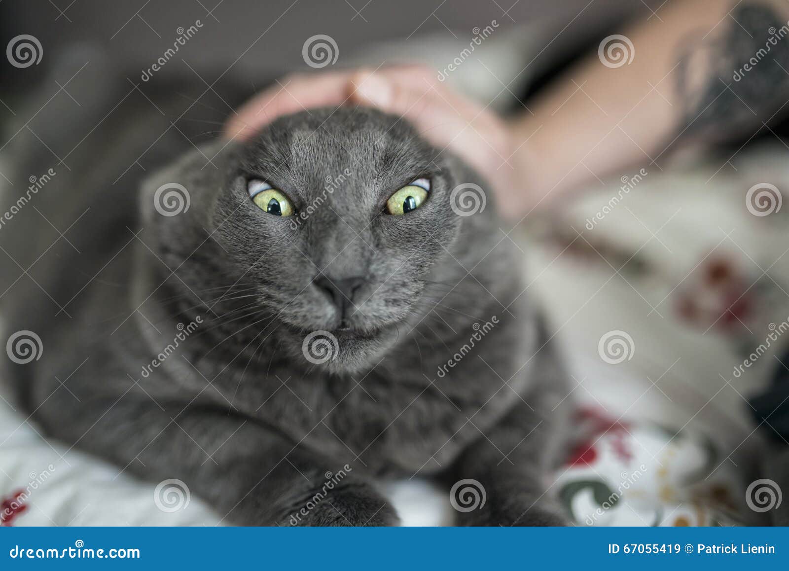 Grey Cat Portrait stock image. Image of animal, friendship - 67055419
