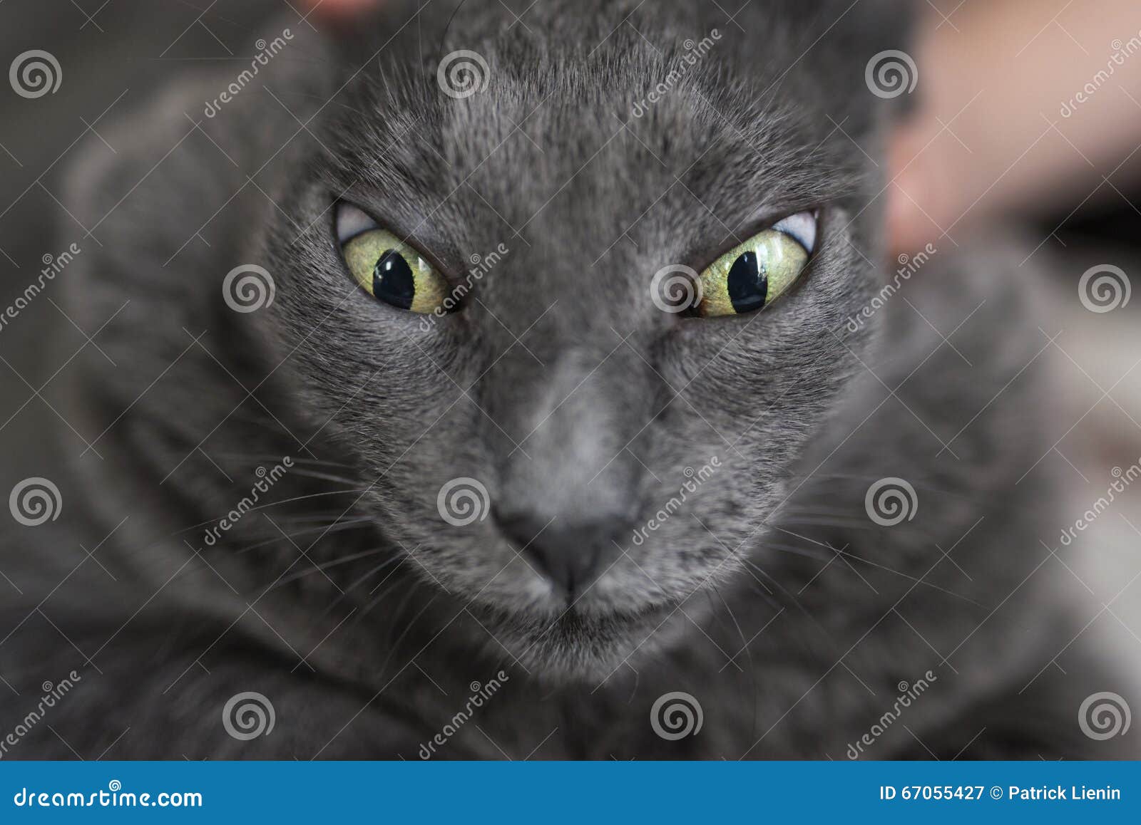 Grey Cat Portrait stock image. Image of eyes, feline - 67055427