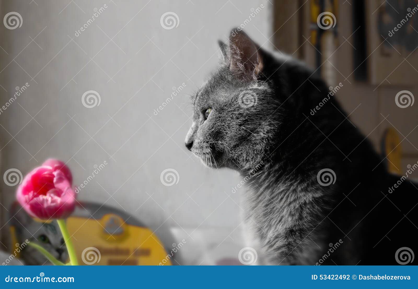 Grey cat in profile stock photo. Image of pets, beautiful - 53422492
