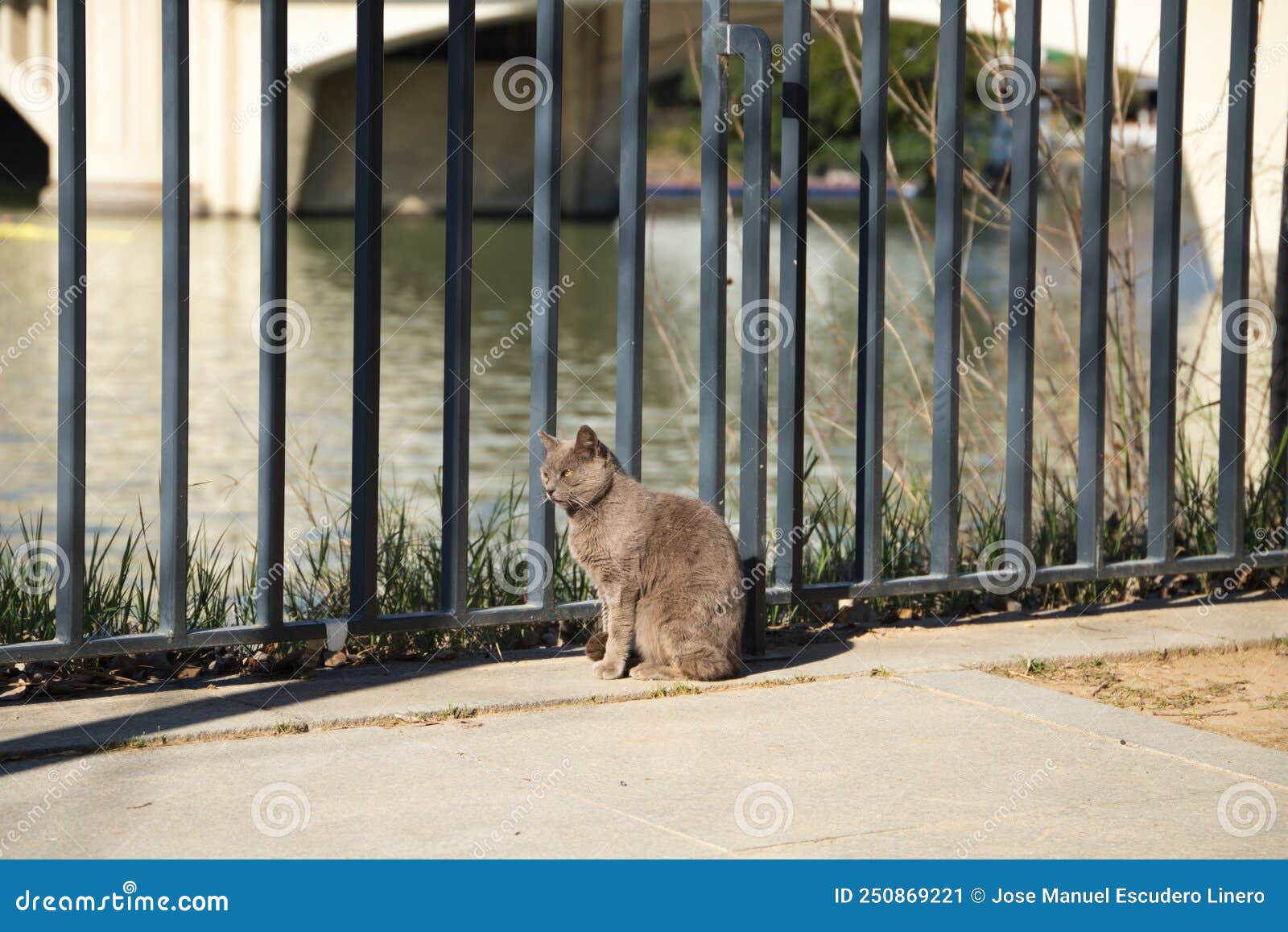 Grey Cat by the Railing Near the River Stock Image - Image of curious ...