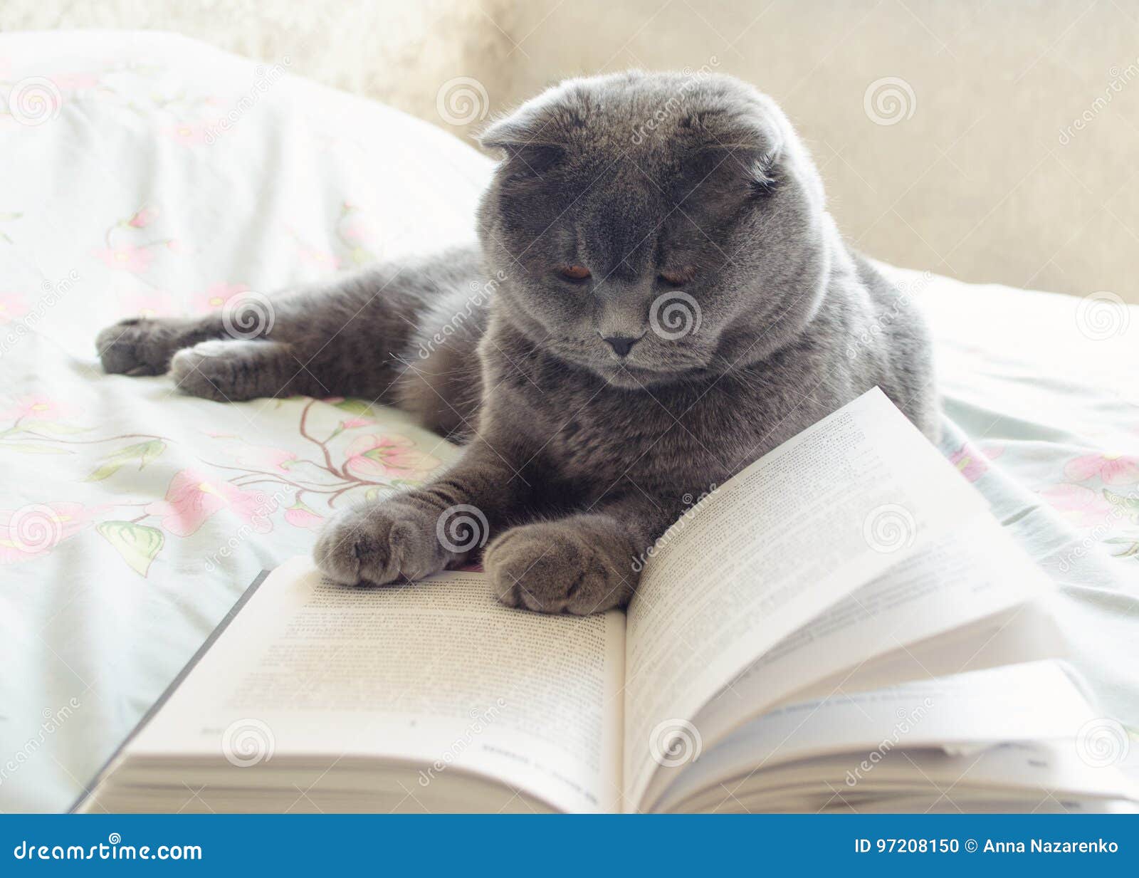 A grey cat stock photo. Image of education, learn, smart - 97208150