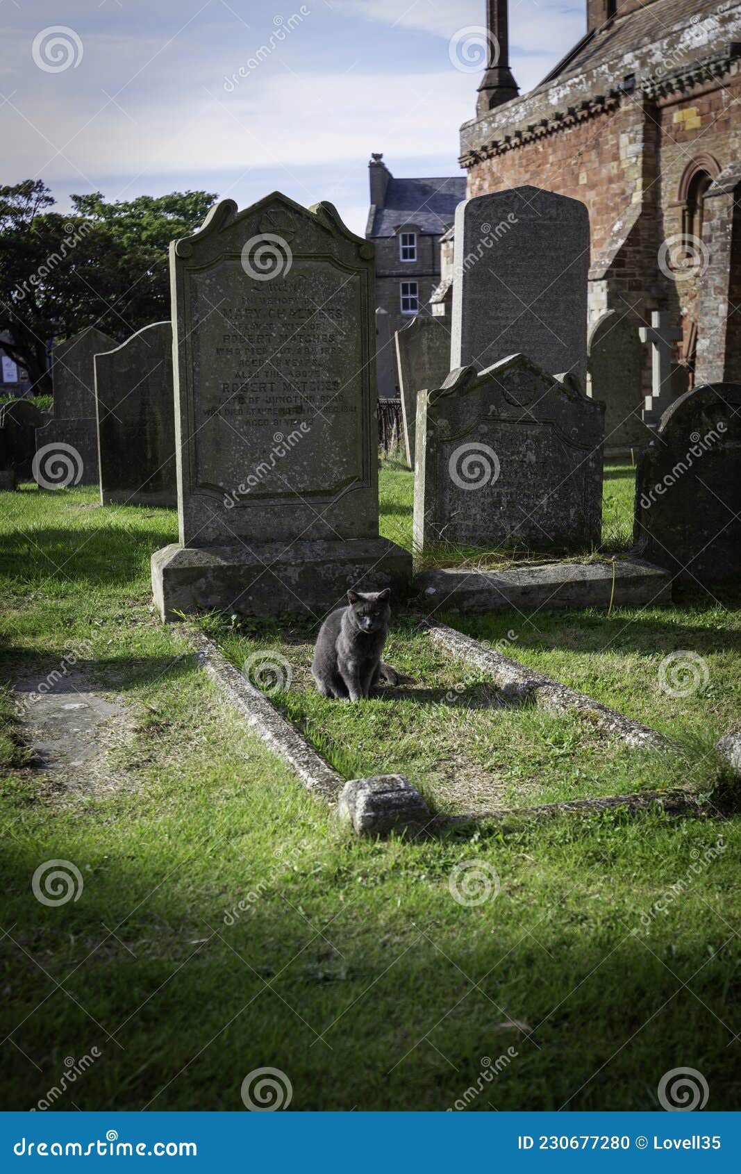 Grey Cat Sitting in Graveyard Editorial Image - Image of religious ...