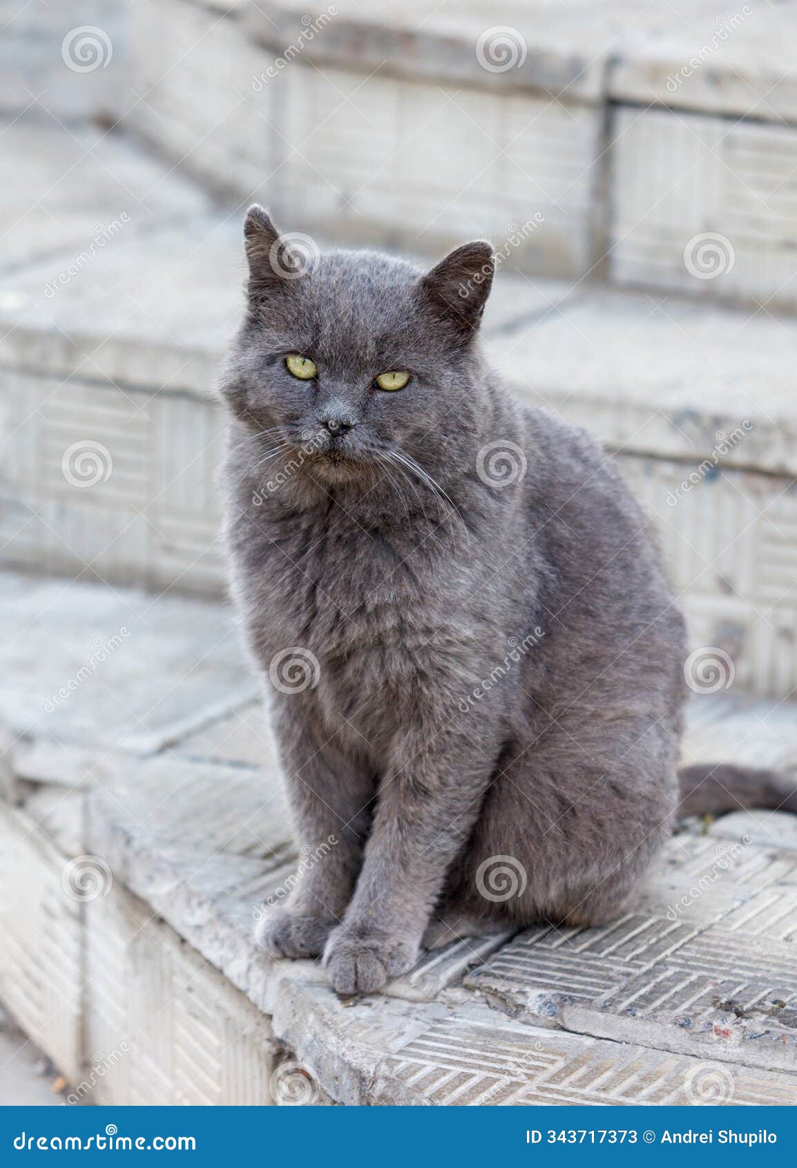 A Grey Cat is Sitting on a Set of Stairs Stock Image - Image of white ...