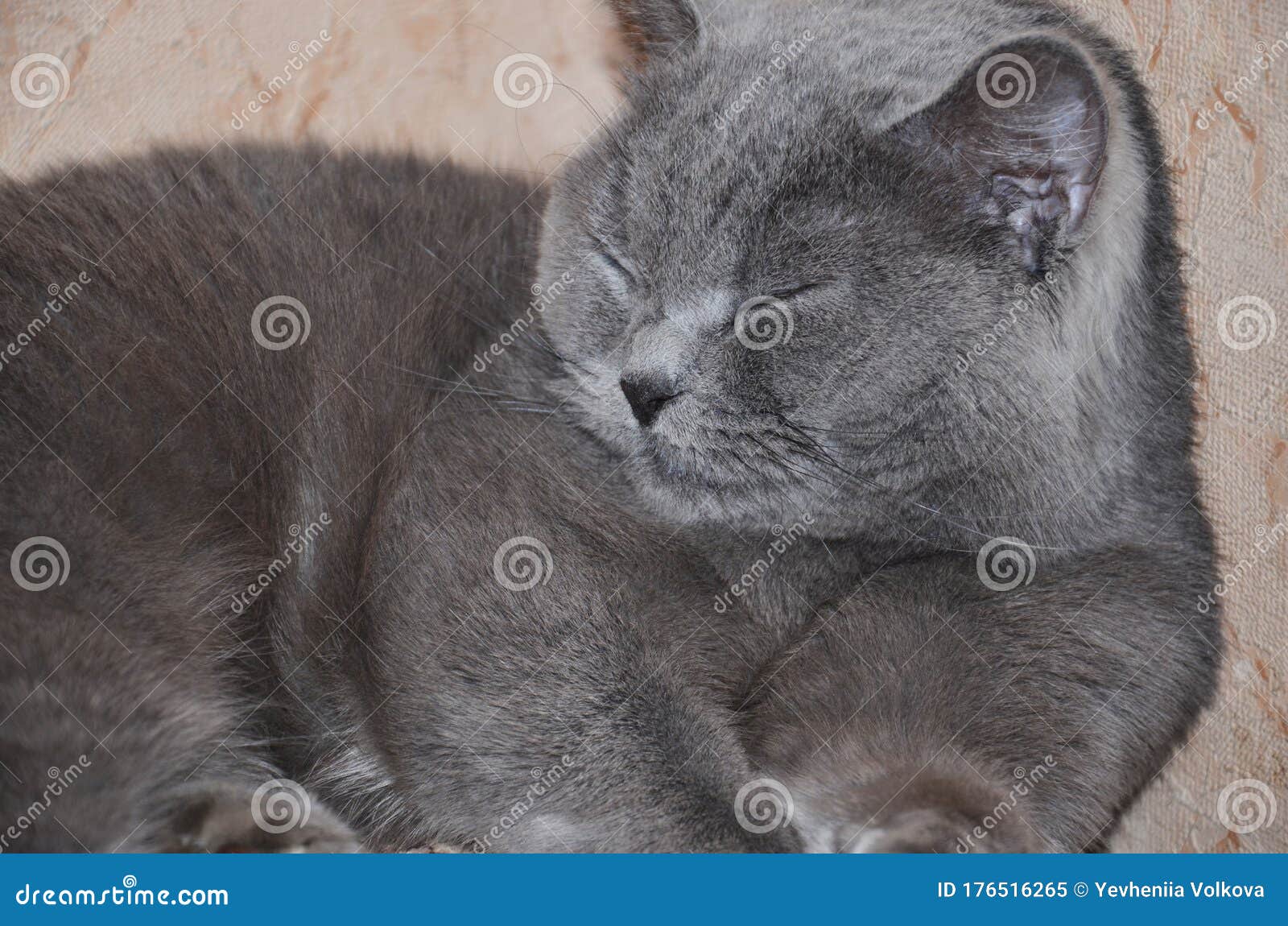 Grey cat. Sleeping cat stock image. Image of grey, care - 176516265