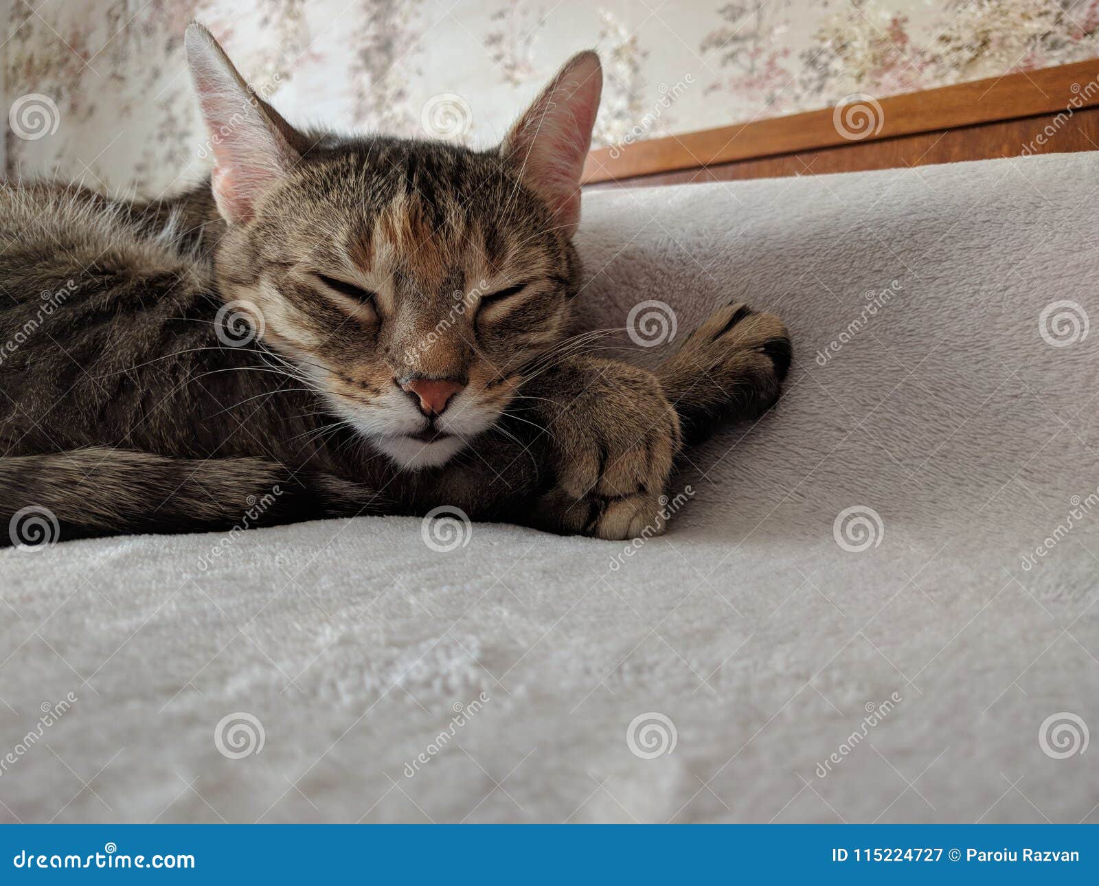 Grey cat stock image. Image of sleeping, grey, feline - 115224727