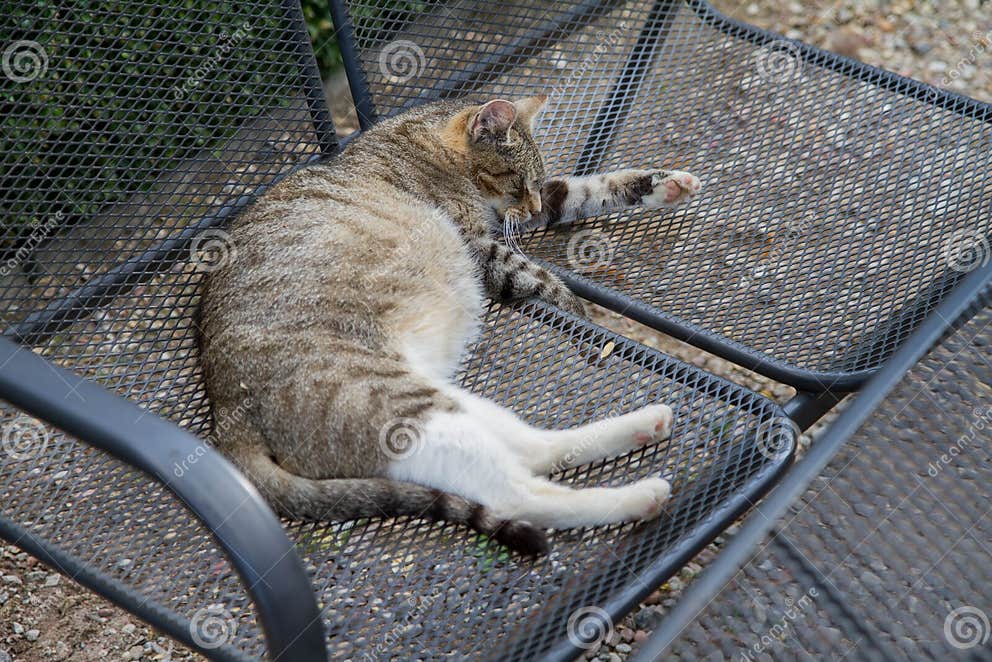 Grey cat sleeping stock photo. Image of outdoor, mysterious - 229610028