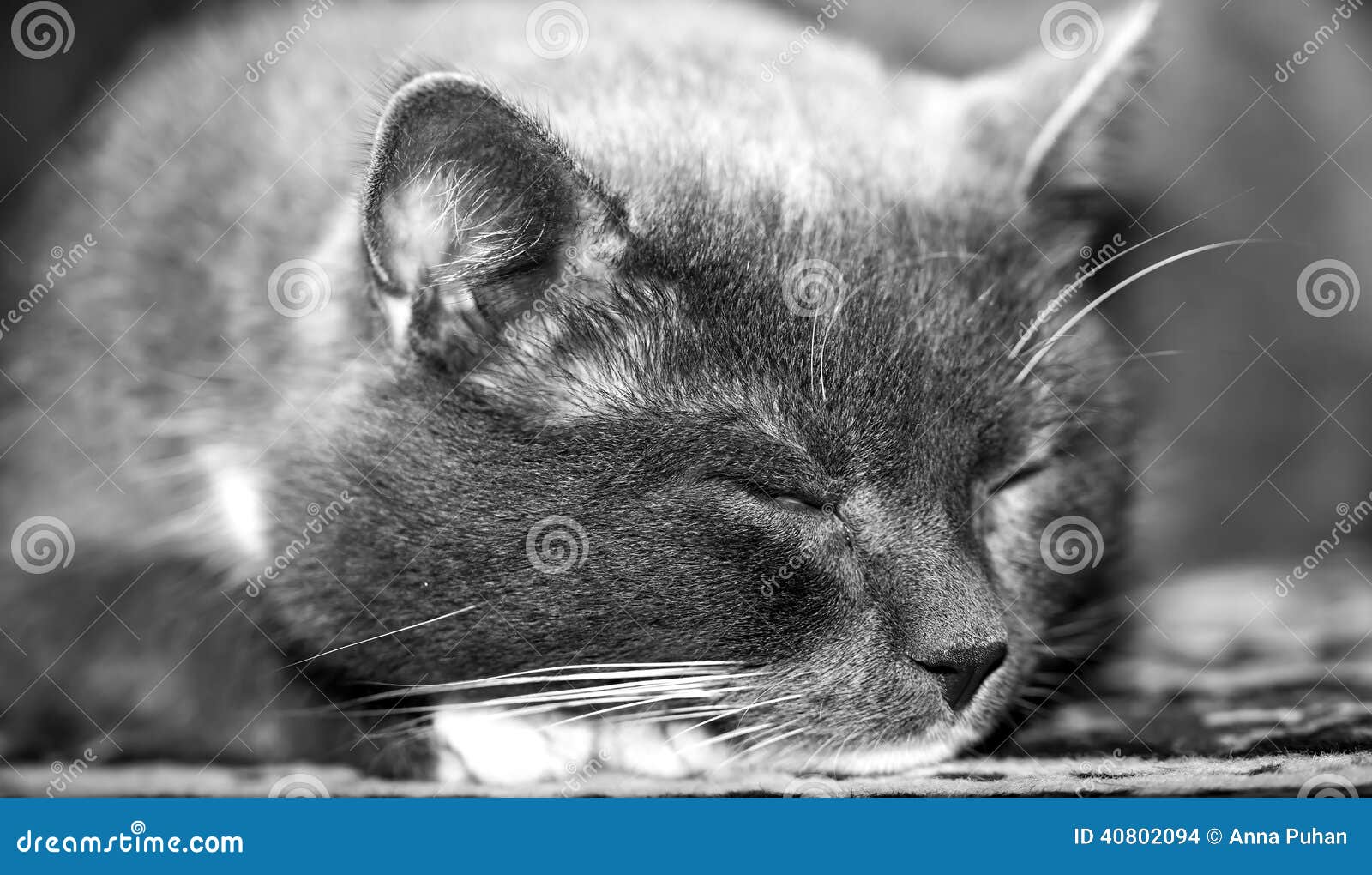 Grey cat, sleeping stock photo. Image of closeup, adorable - 40802094
