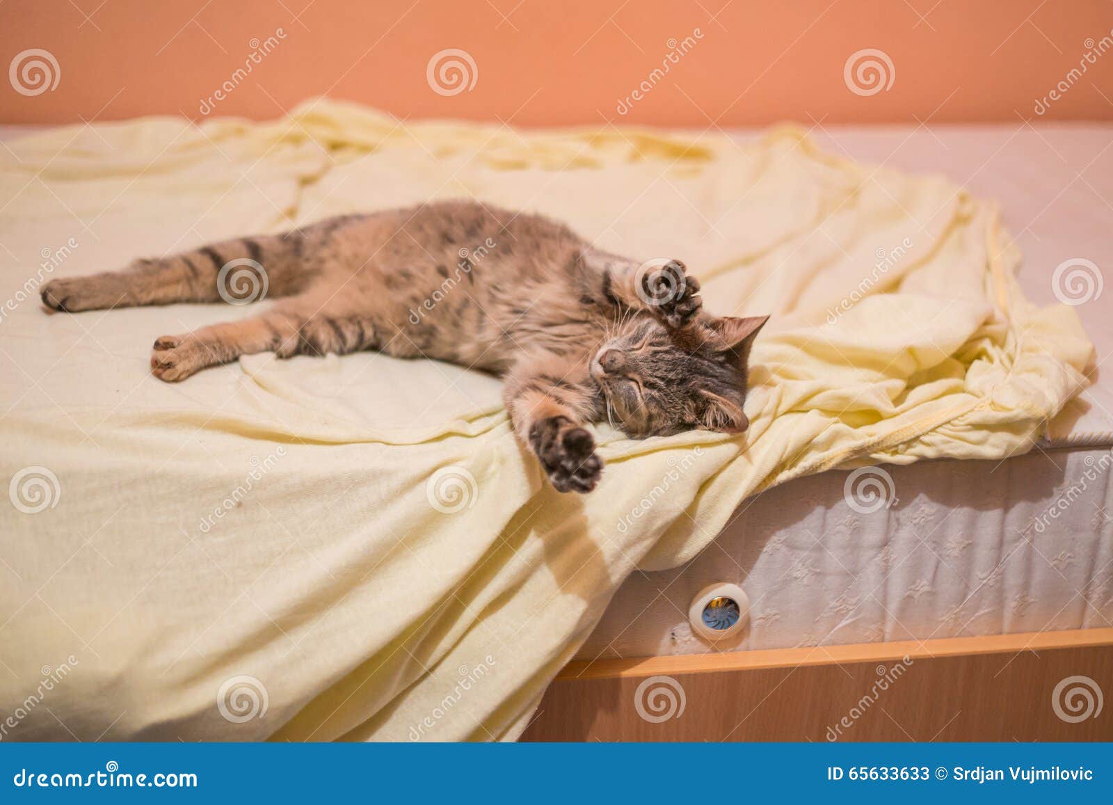 Grey Cat Sleeping and Resting in Cute Pose on the Bed Stock Image ...