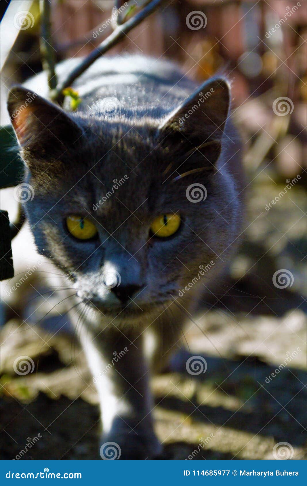 Grey cat with snake eyes stock image. Image of nature - 114685977