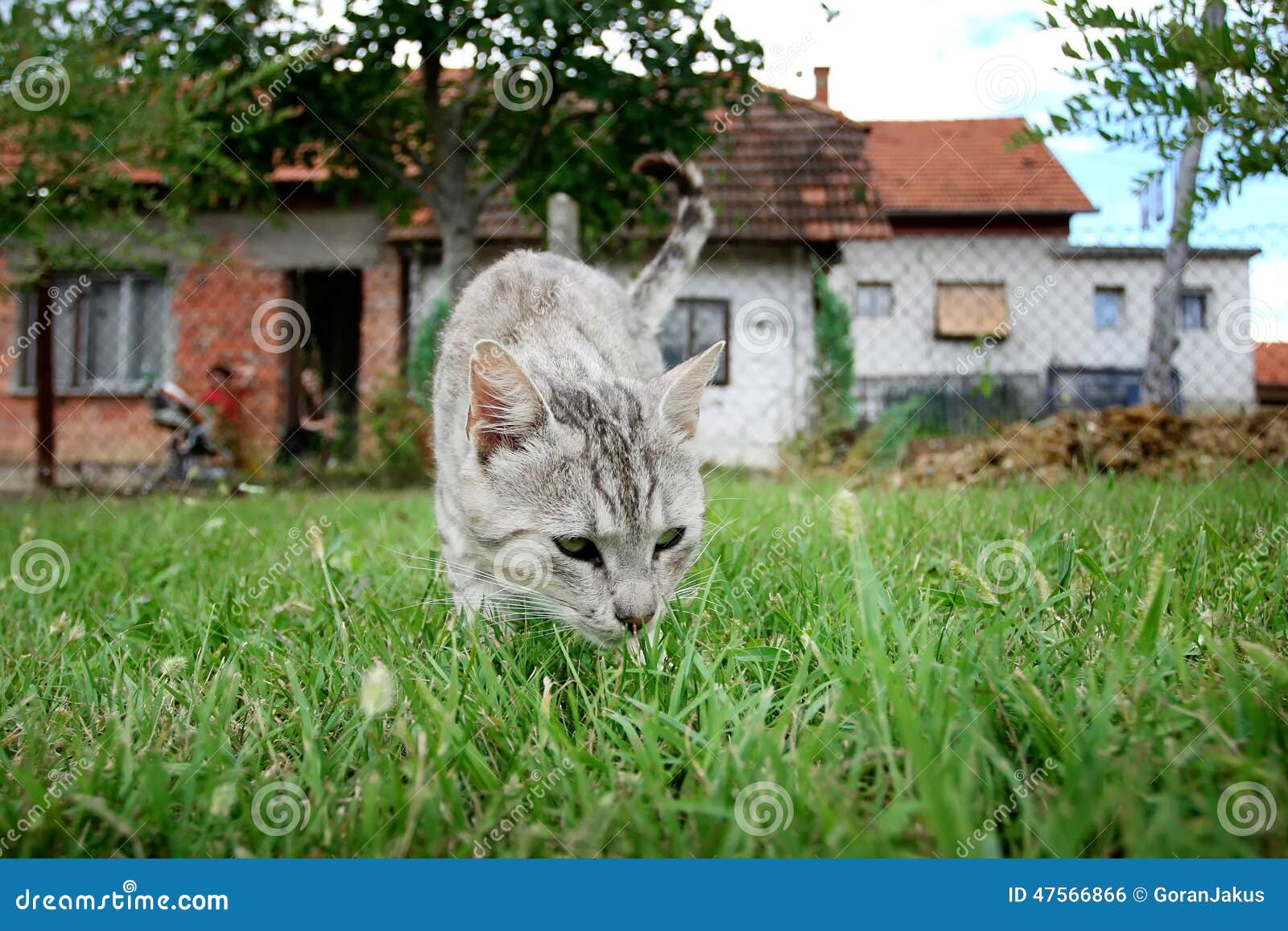 Grey cat sneaking in grass stock photo. Image of village - 47566866