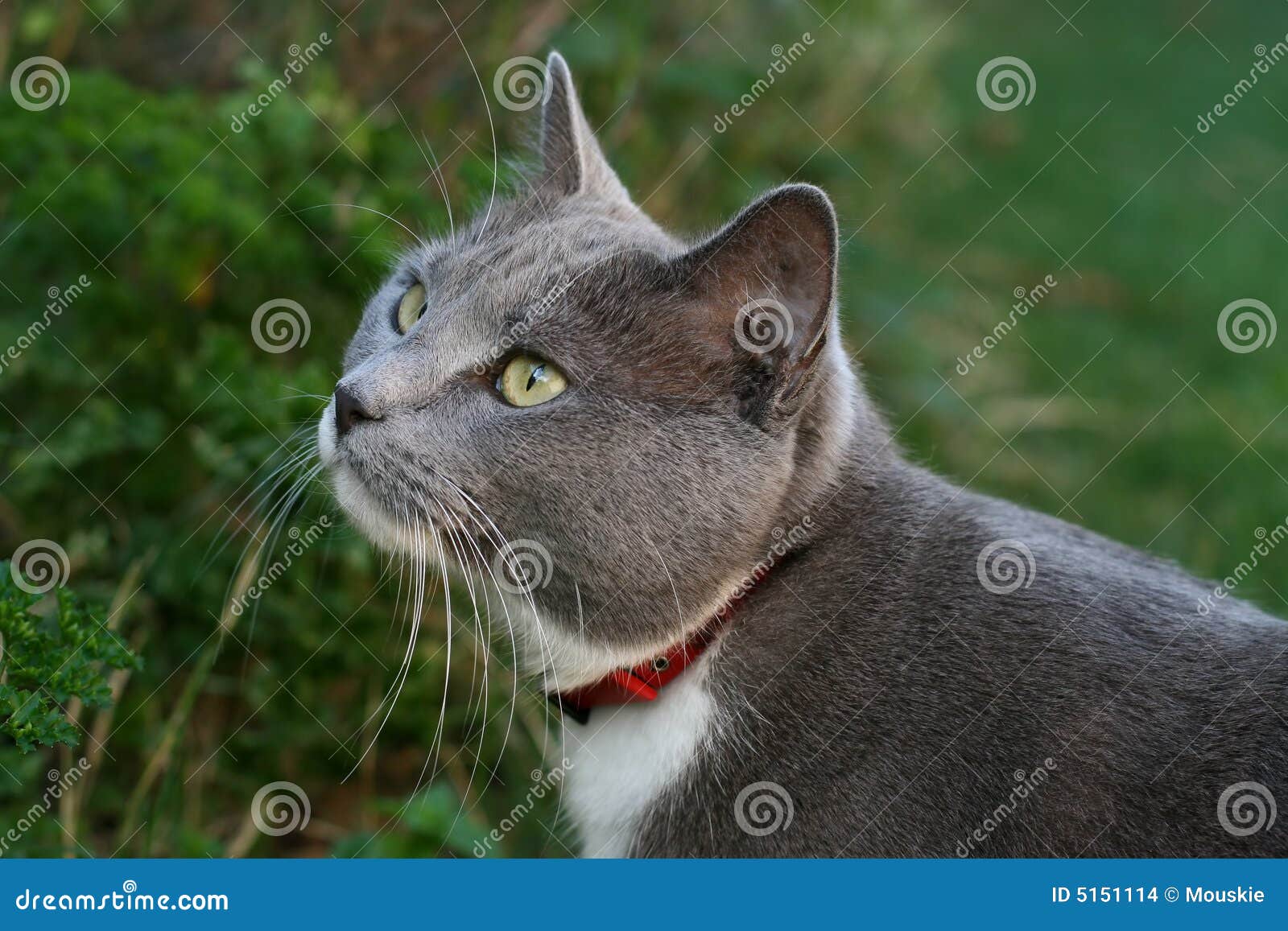 Grey Cat Stalking stock photo. Image of animal, collar - 5151114