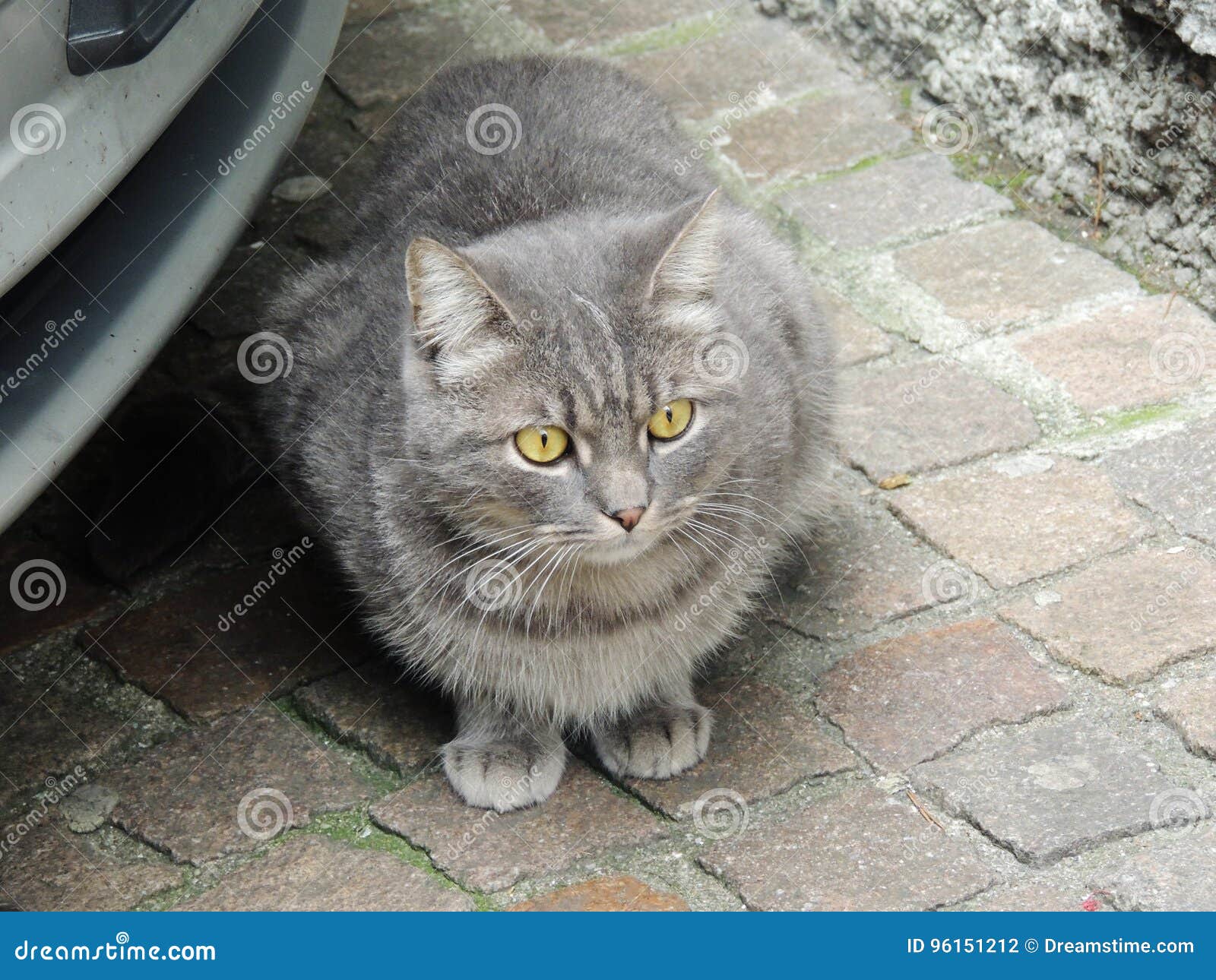 Grey cat stock photo. Image of beautiful, grey, animals - 96151212