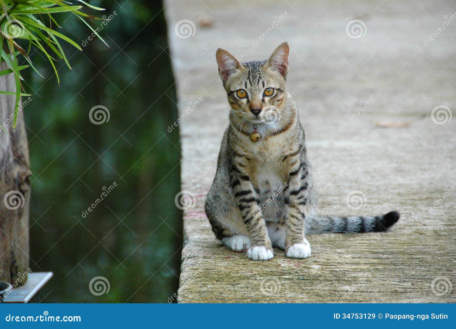 Grey cat staring stock image. Image of closeup, grey - 34753129