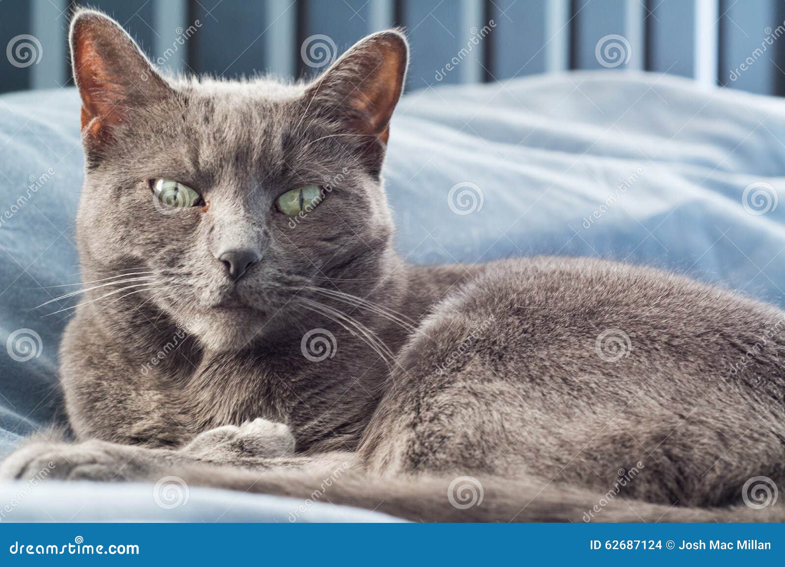 Grey Cat Staring at me stock photo. Image of pets, cats - 62687124