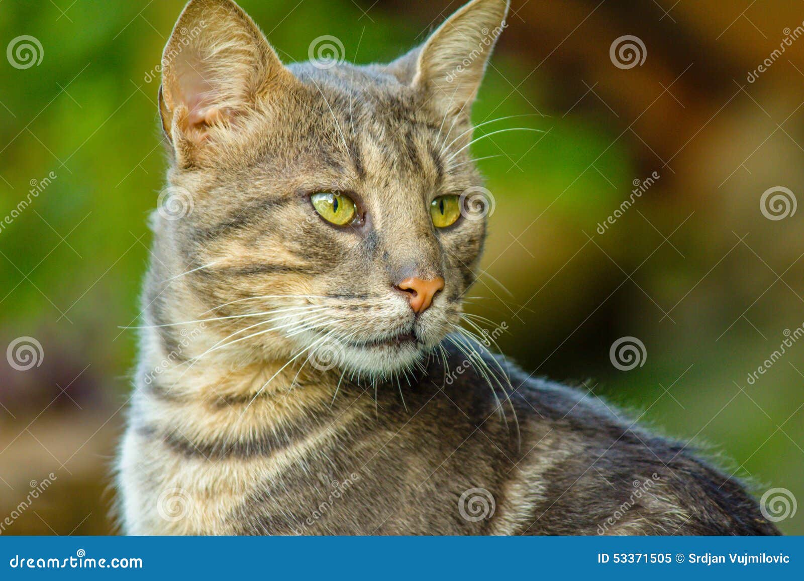 Grey Cat starring stock image. Image of kitten, close - 53371505