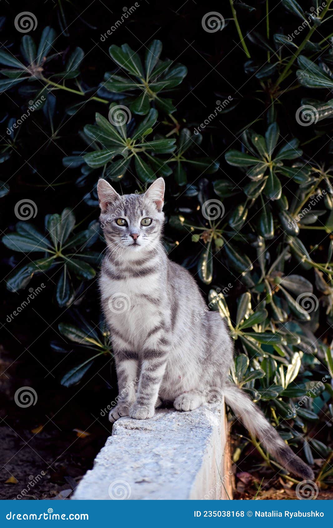 Cat sitting near the tree stock photo. Image of grey - 235038168