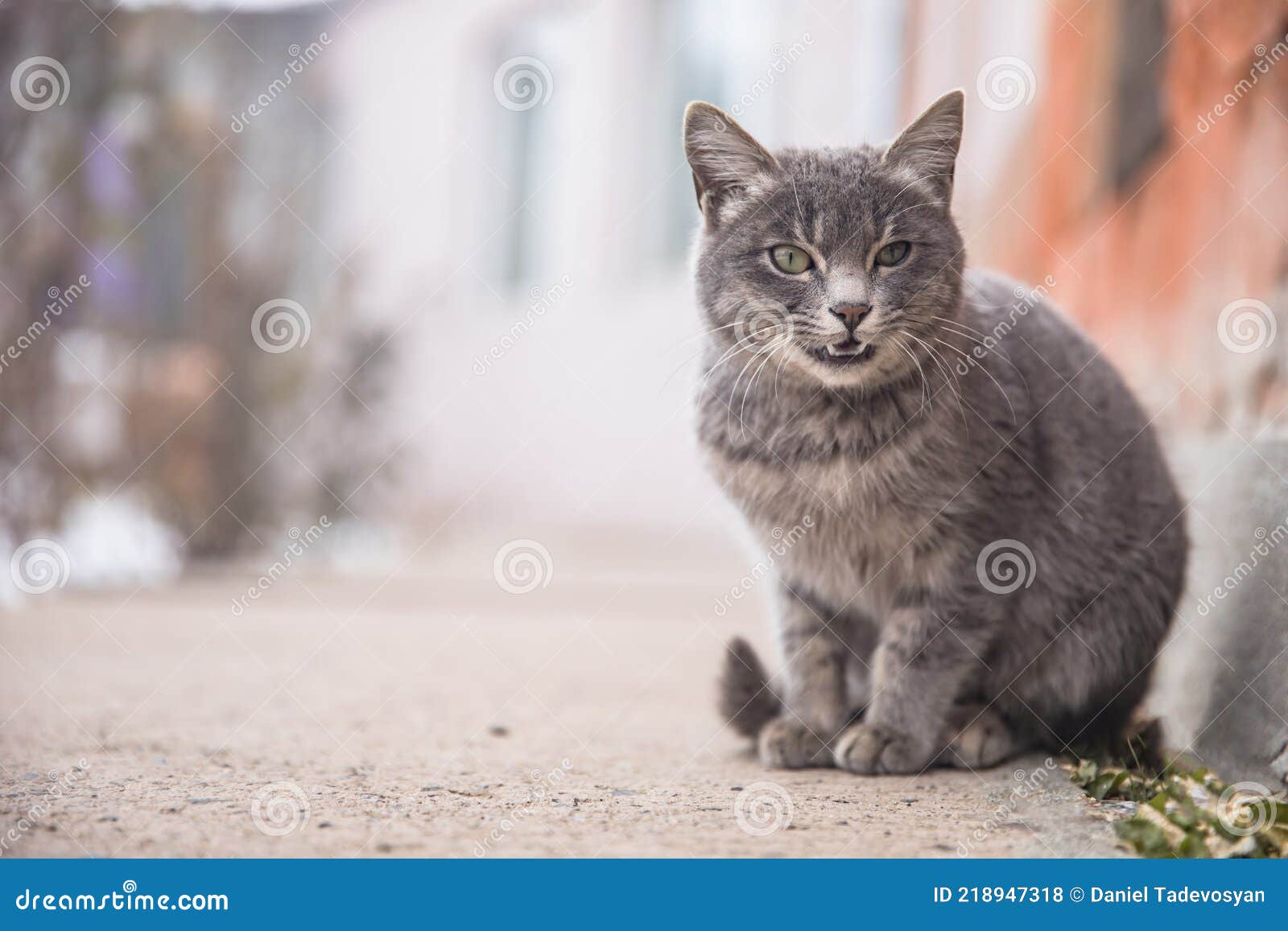 Cat in street stock photo. Image of kitten, street, beautiful - 218947318