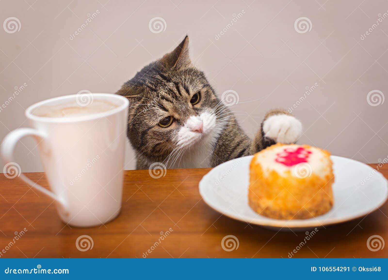 Grey cat at the table stock image. Image of table, cream - 106554291