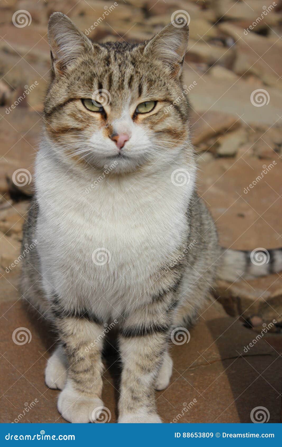 Grey cat stock image. Image of stone, rocks, sunny, landscape - 88653809