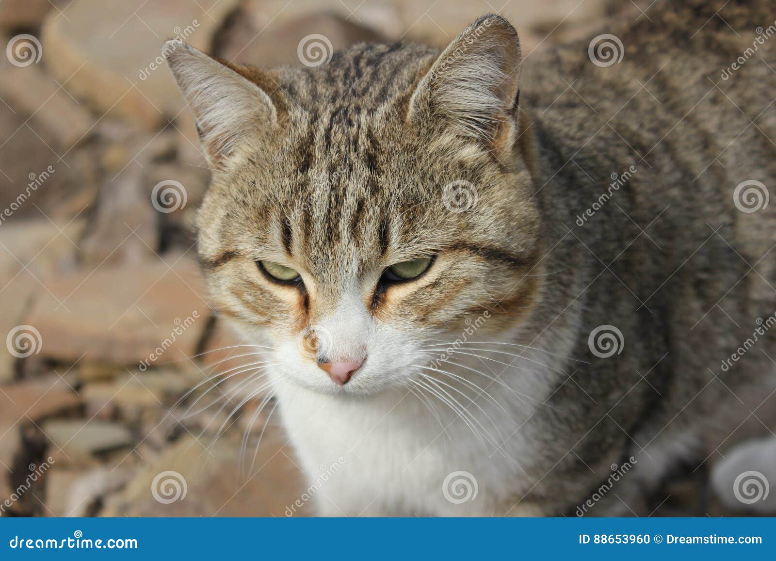 Grey cat stock photo. Image of sunny, classic, house - 88653960