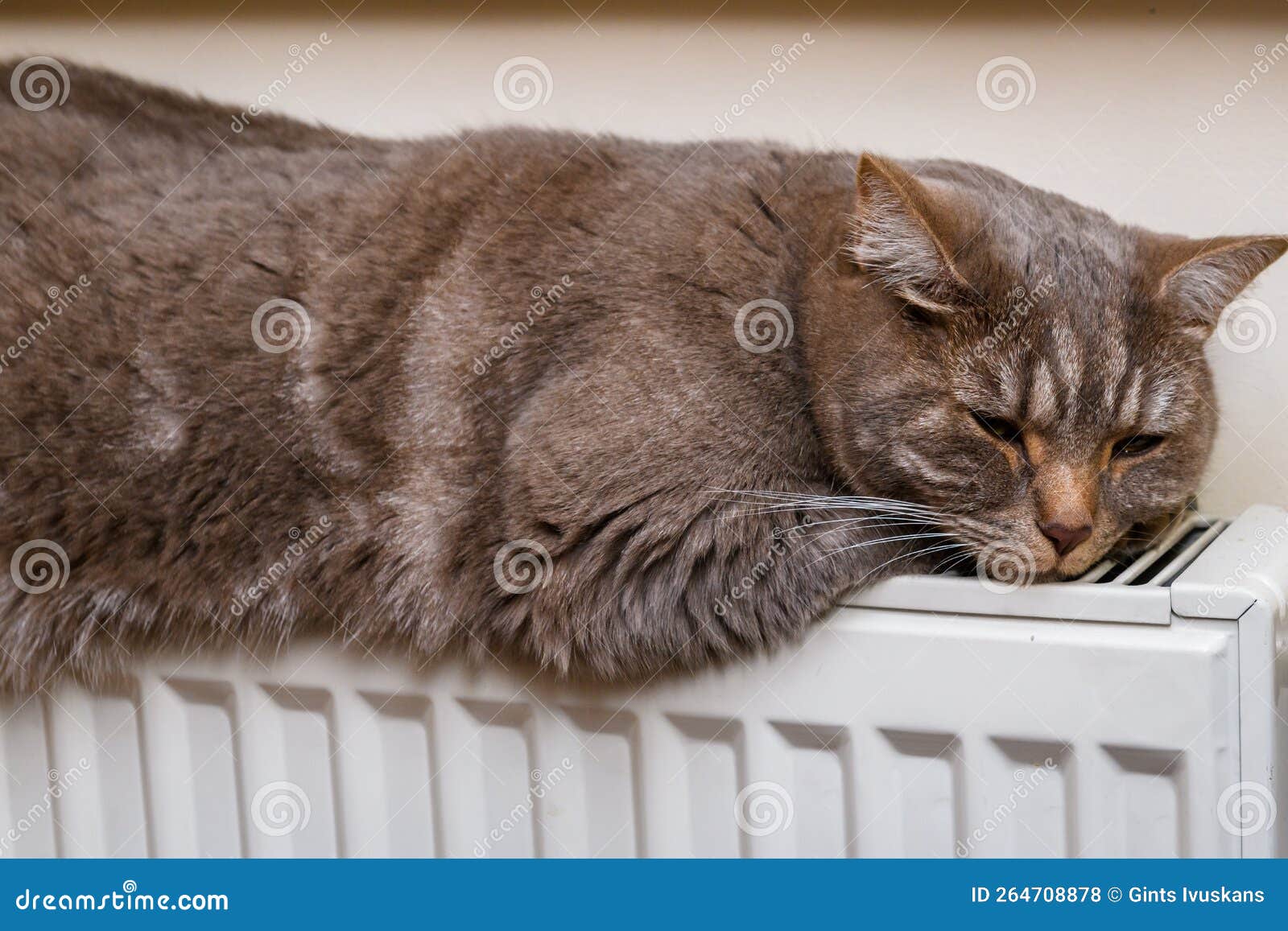 Cat on radiator stock photo. Image of home, radiator - 264708878
