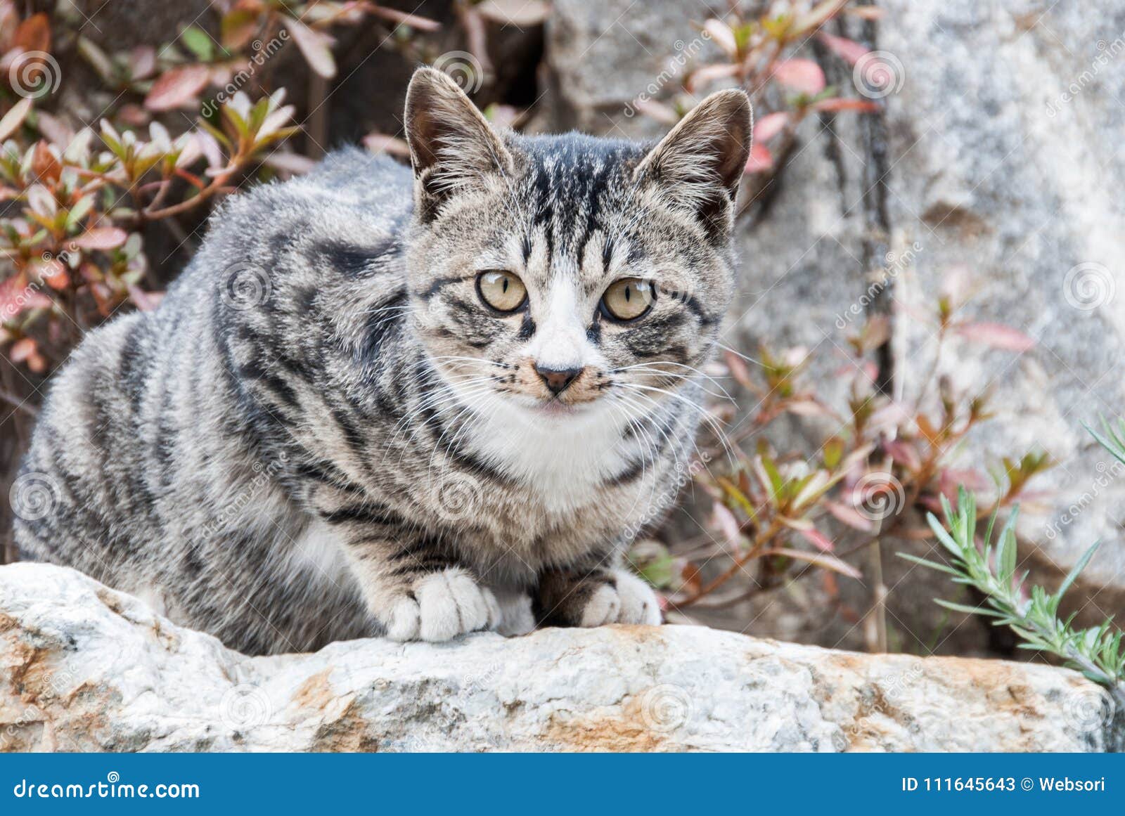 A Grey Cat on a Rock. stock image. Image of homeless - 111645643