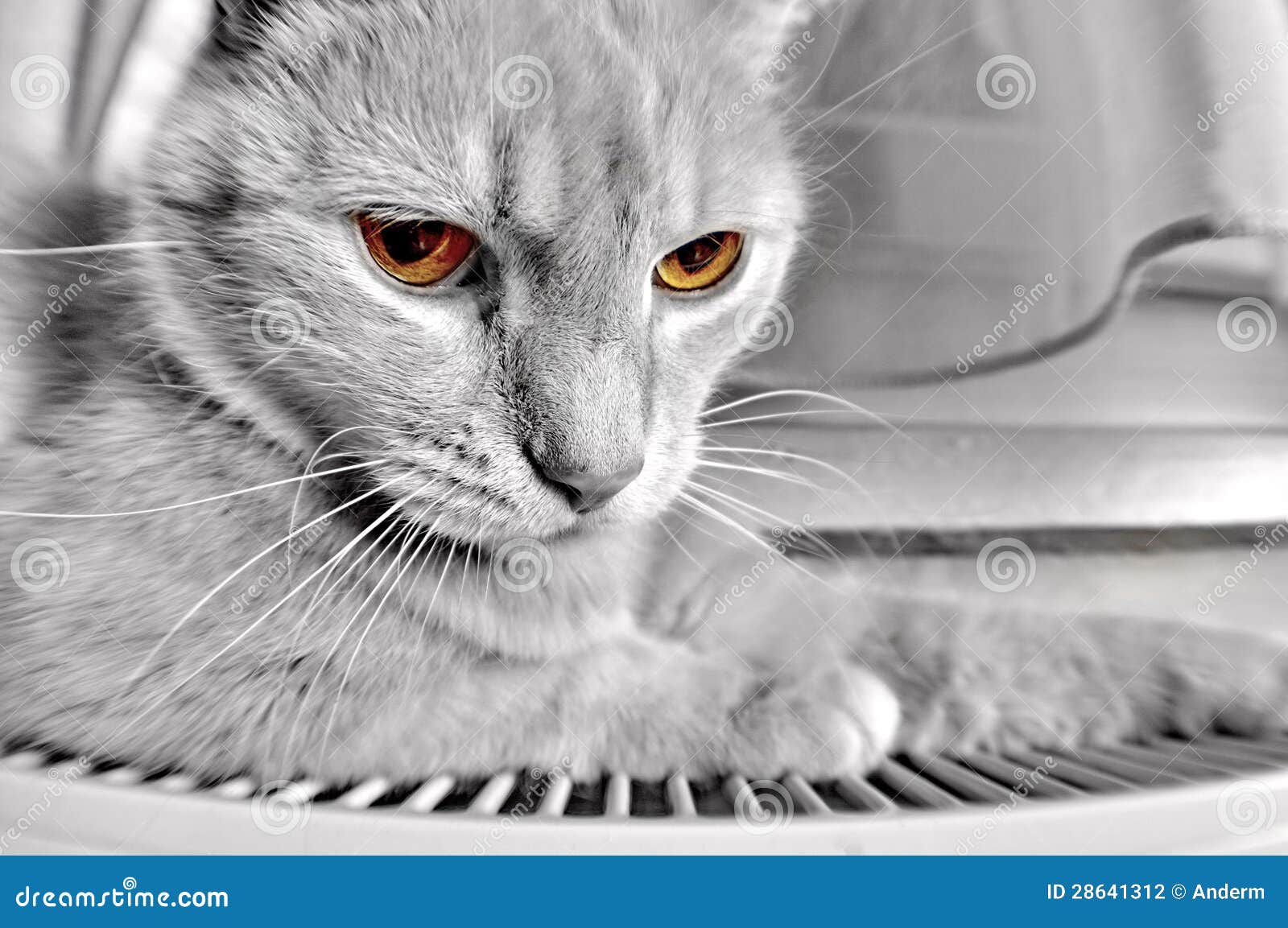 Grey cat with yellow eyes stock photo. Image of looking - 28641312