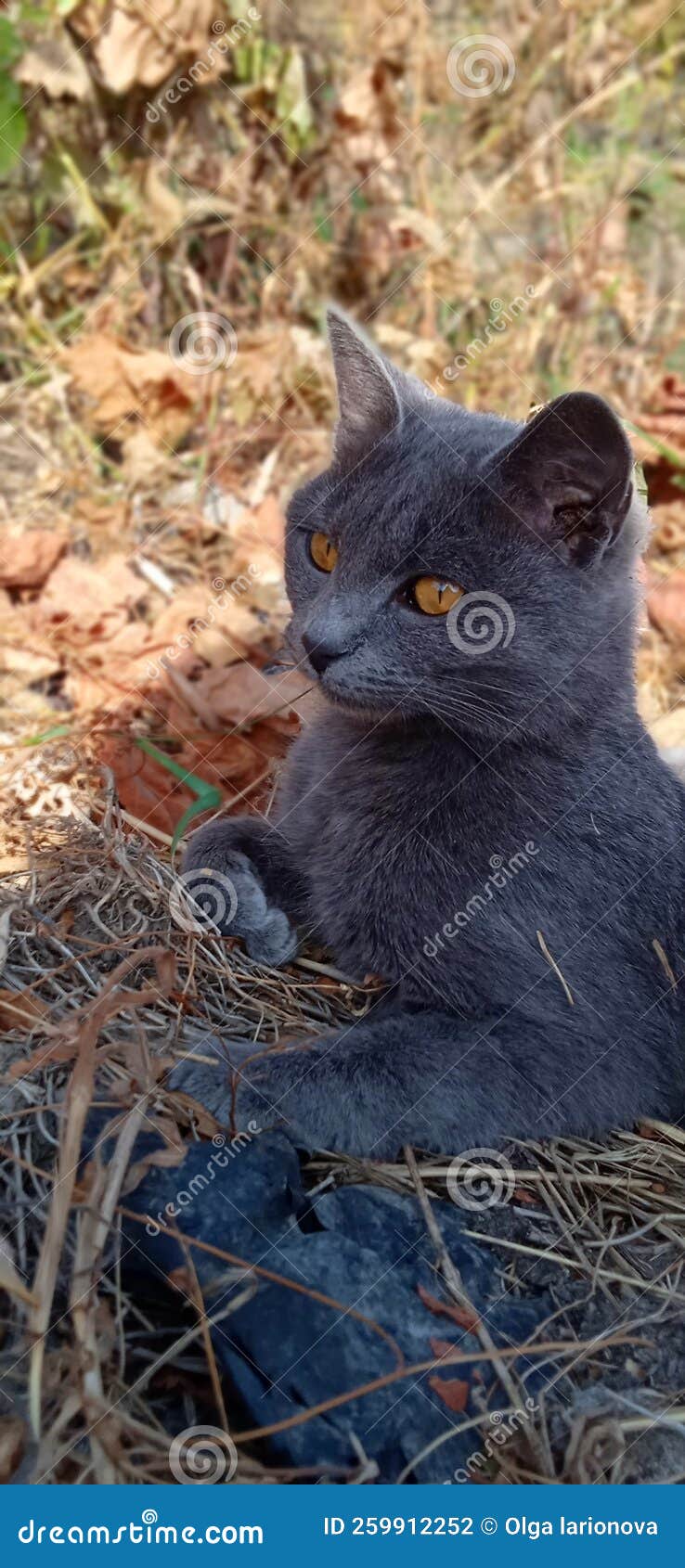 Grey Cat with Yellow Eyes in Autumn Grass Stock Photo - Image of eyes ...