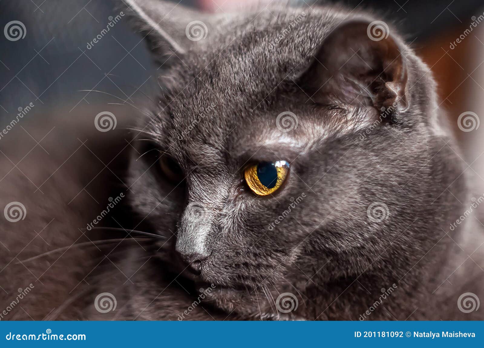 Grey Cat with Yellow Eyes.Close Up Stock Photo - Image of kitten ...