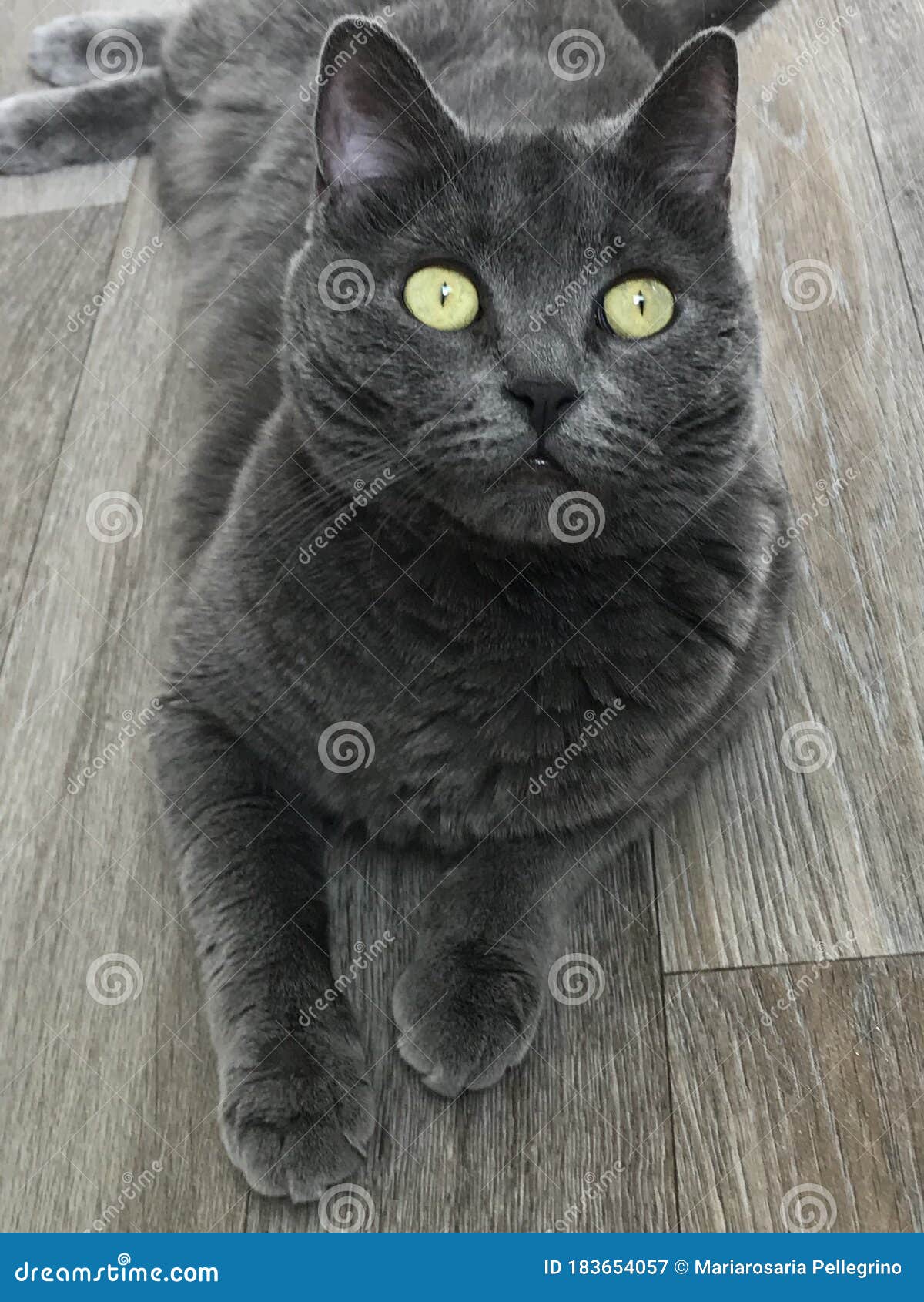 Mrs Gray stock image. Image of yellow, grey, gray - 183654057