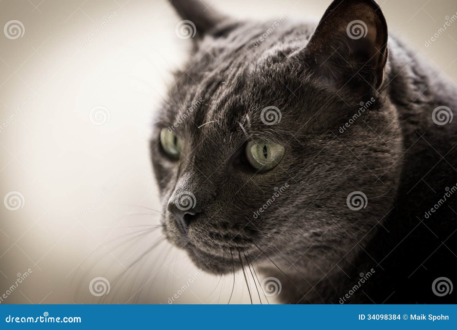 Grey cat stock photo. Image of animal, meow, breed, mammal - 34098384