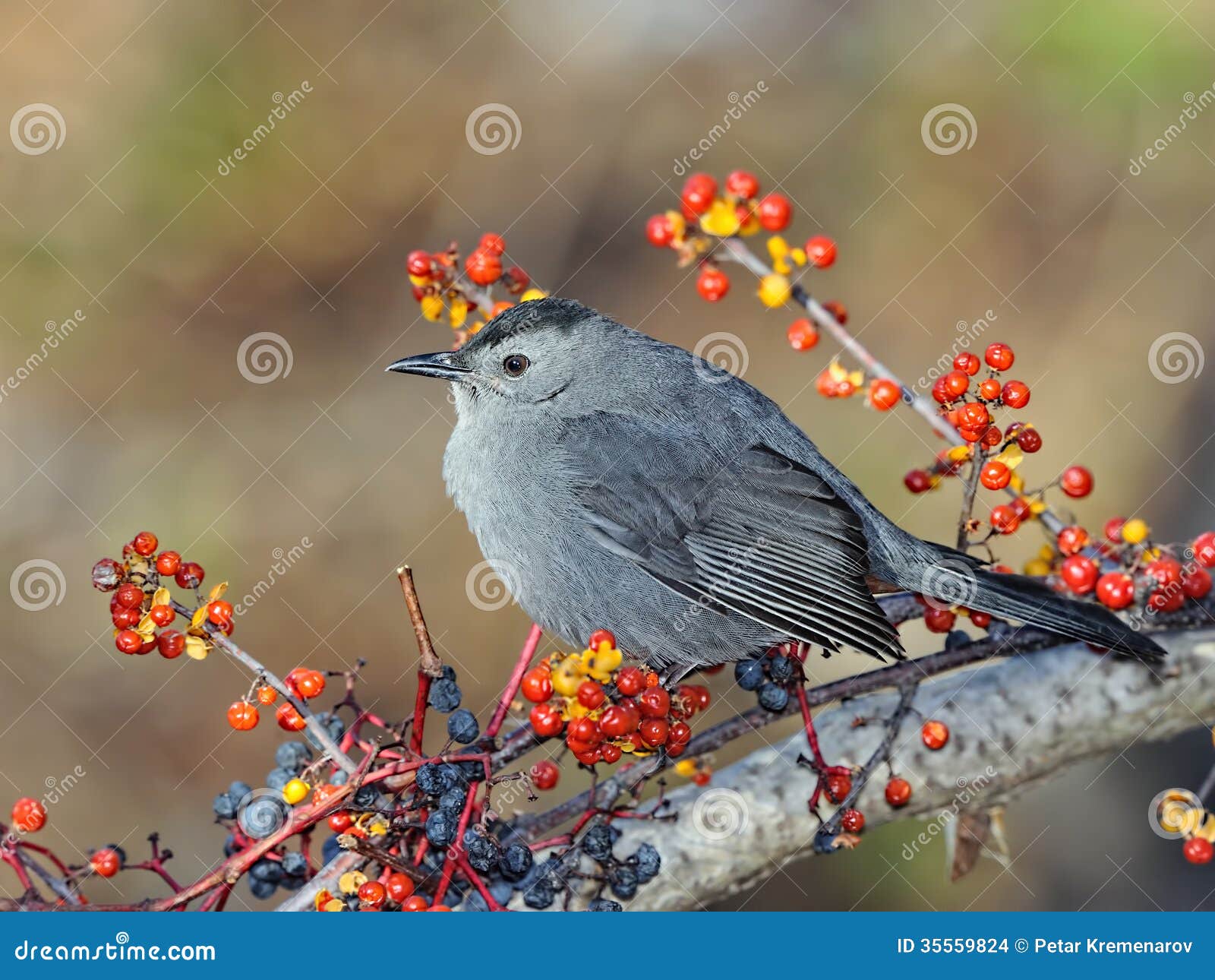 168 Black Catbird Stock Photos - Free & Royalty-Free Stock Photos from ...