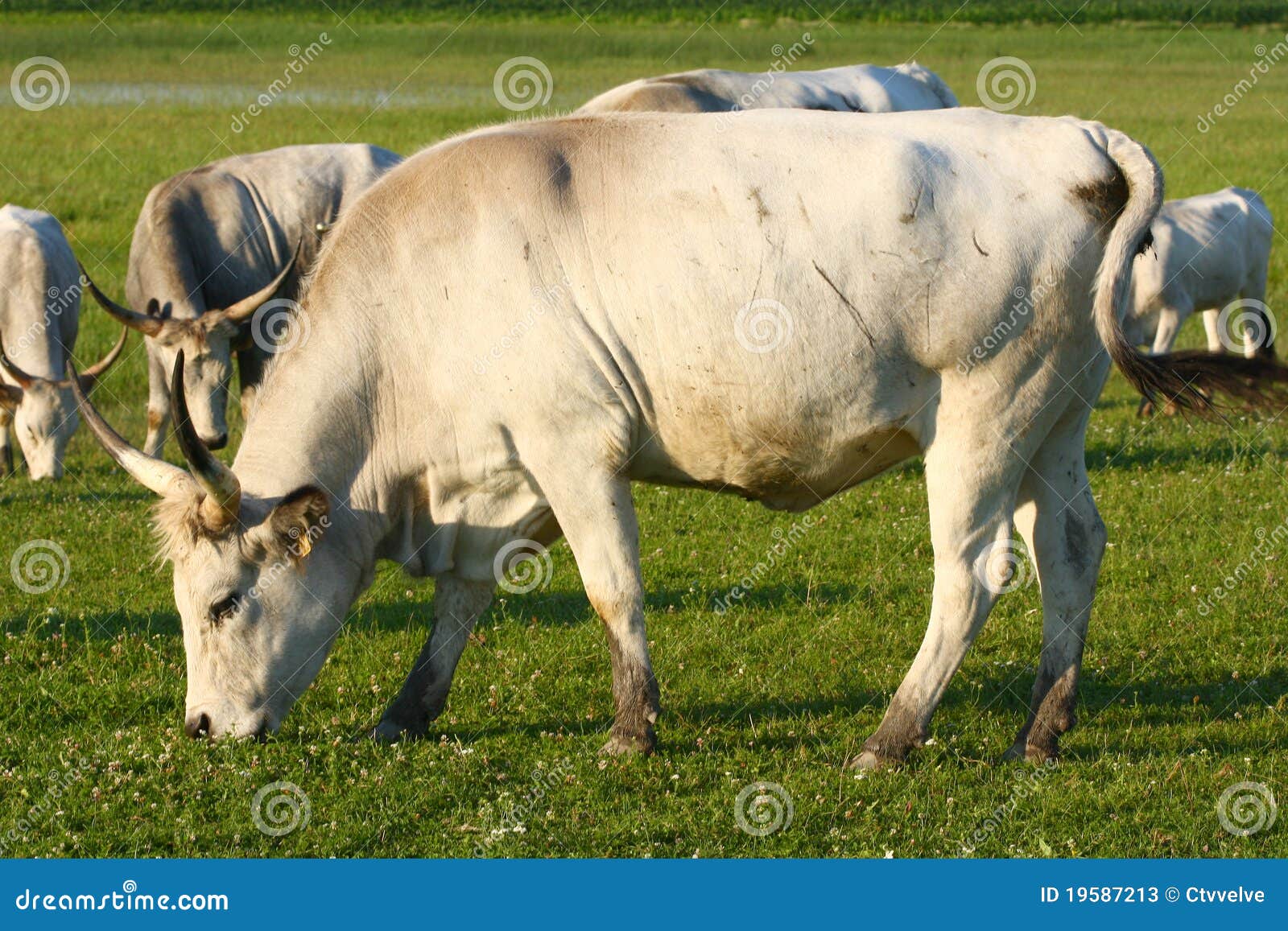 Grey cattle stock image. Image of food, autumn, country - 19587213