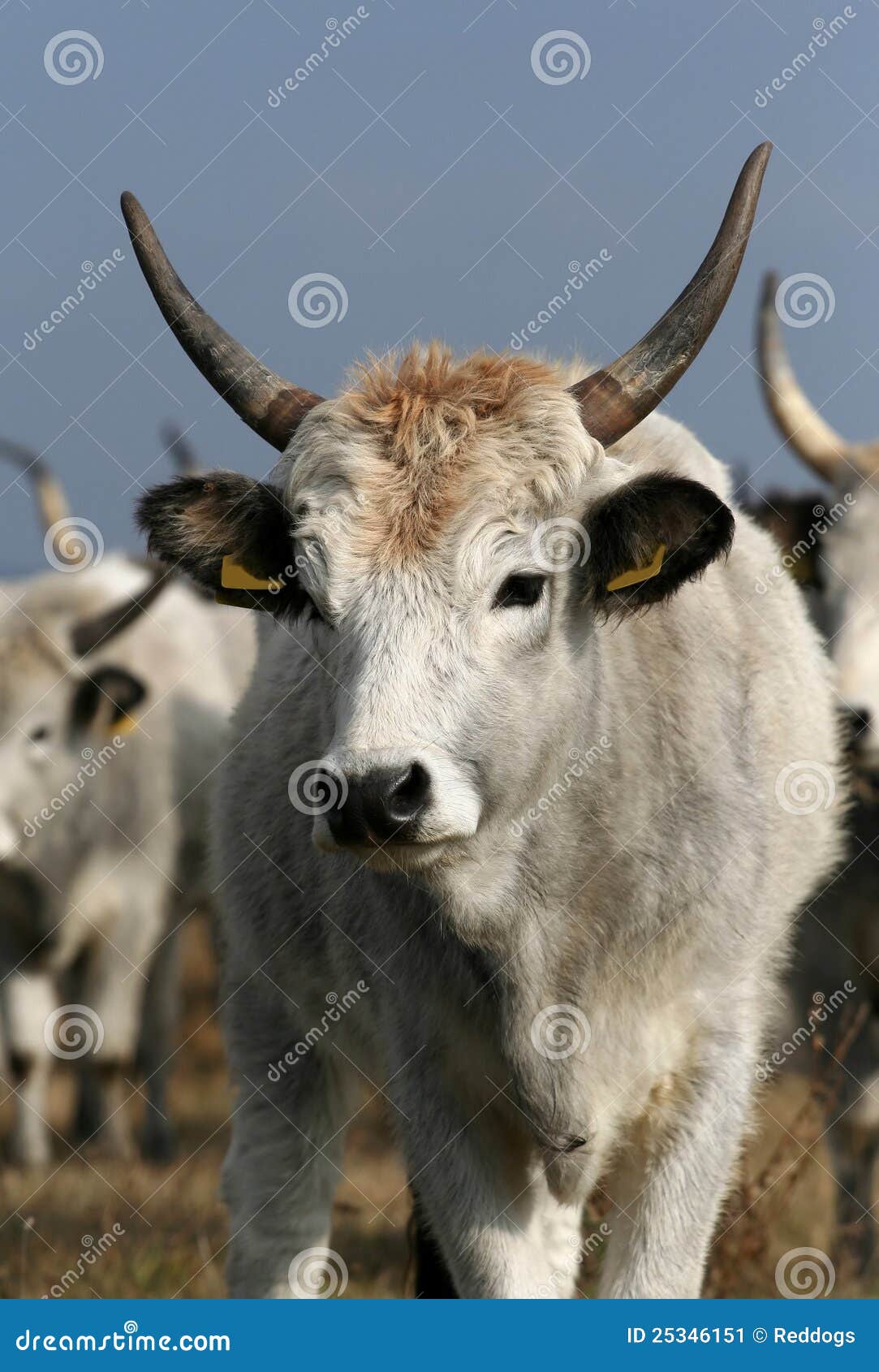 Grey cattle stock image. Image of head, landscape, graze - 25346151