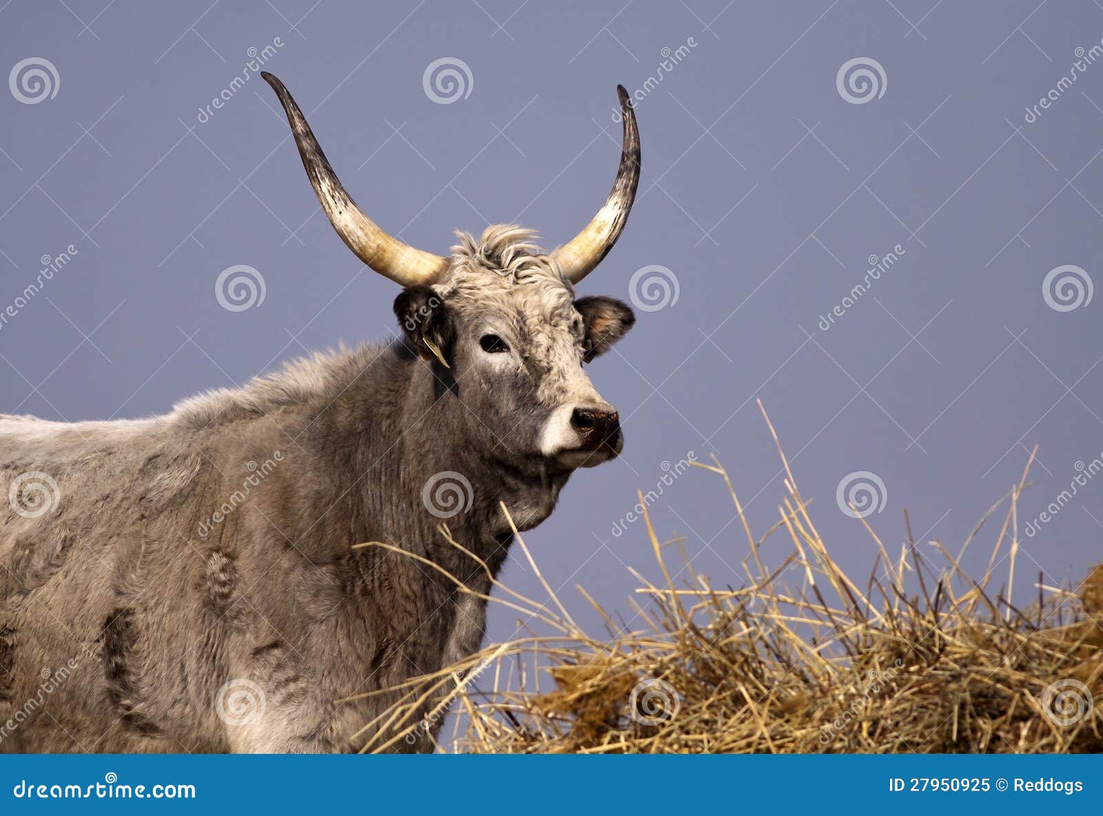 Grey cattle stock image. Image of beef, eating, gray - 27950925